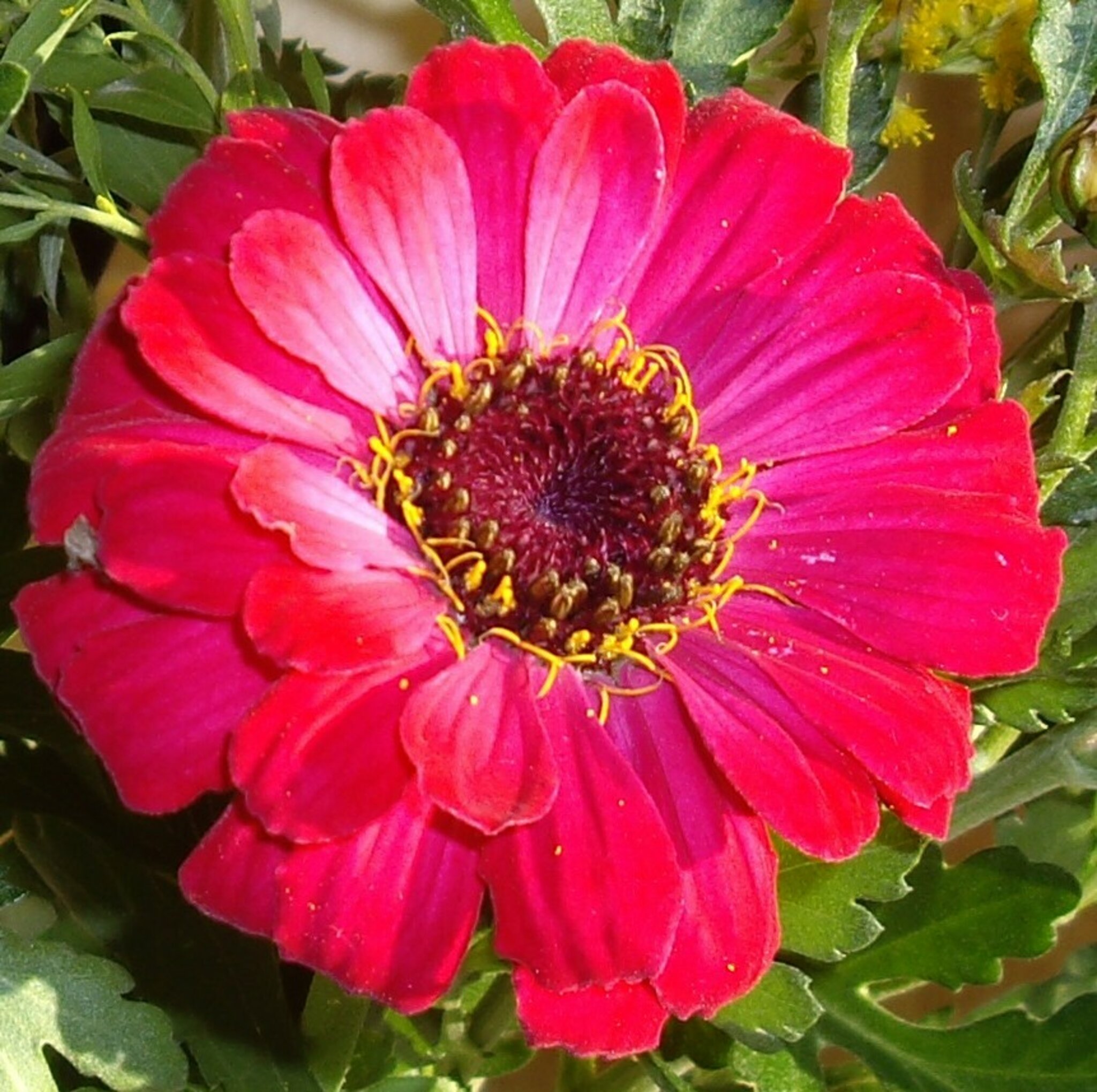 LEUCHTENDE CINIE