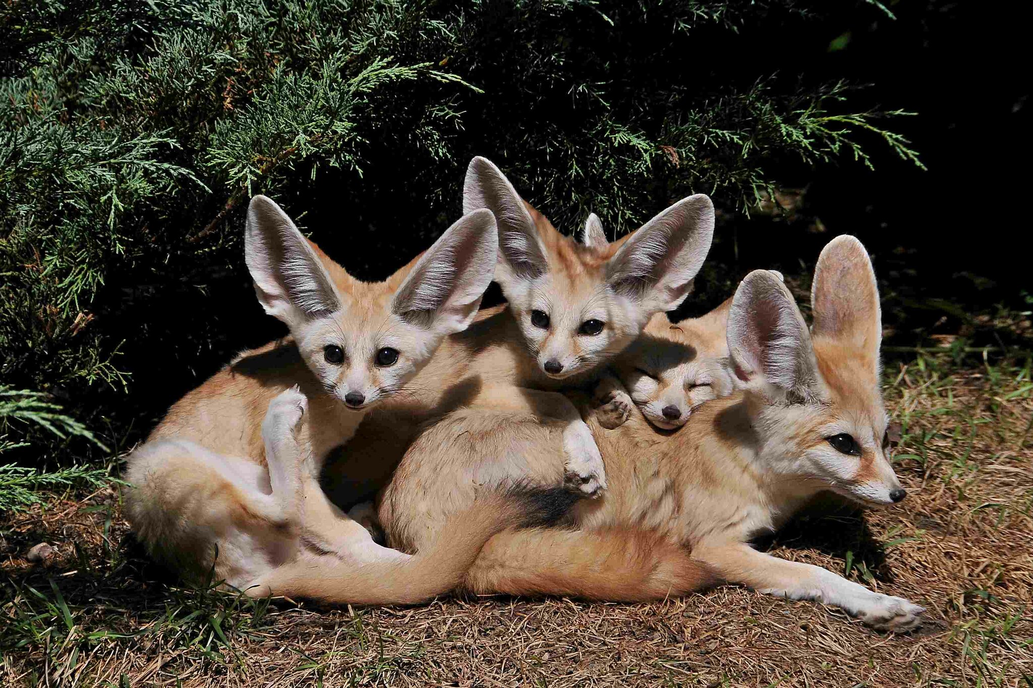 Die Familie Fennek gönnte sich heute ein Sonnenbad ( Zoo Augsburg )