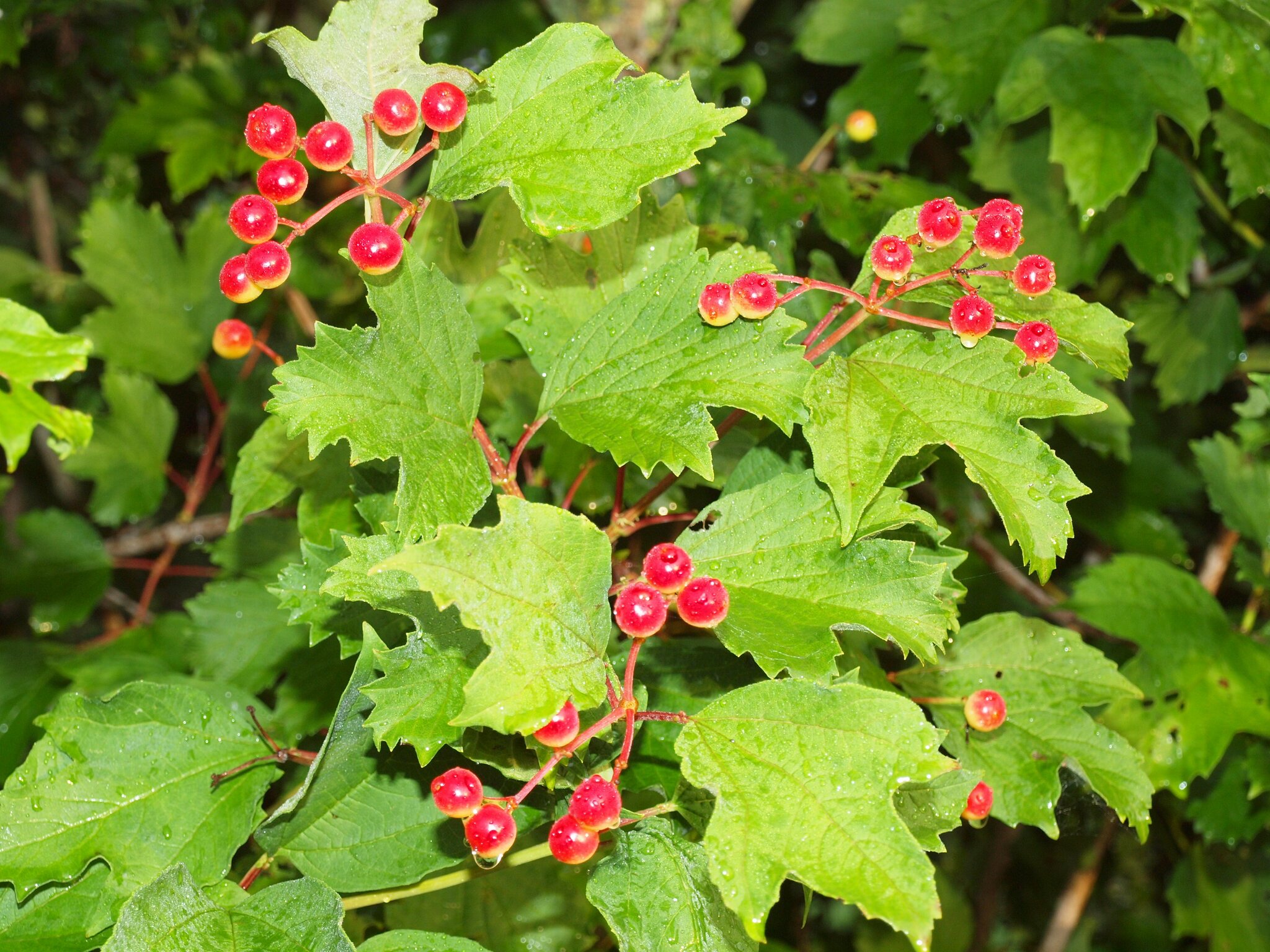 Wunderschöner Strauch der im Frühjahr weiß blüht und im Herbst diese ...