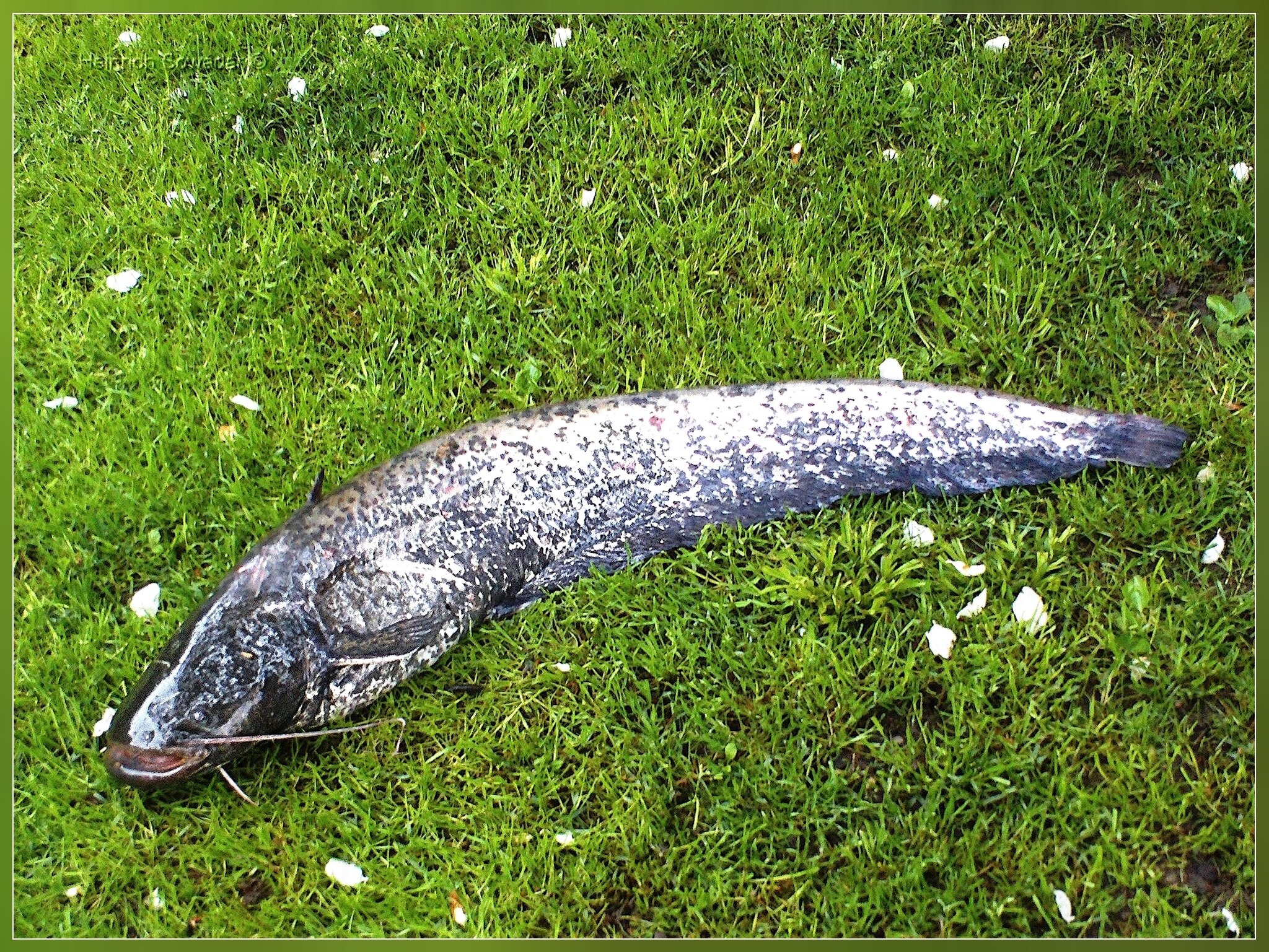 ...es wallert an der Wörnitz (europäischer Wels oder Waller)