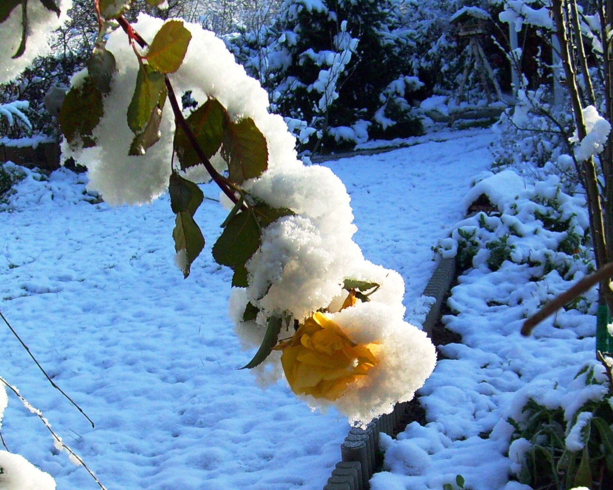 Gloria day on ice - Sonnenstrahlen lassen sie auch im Eis erstrahlen ...