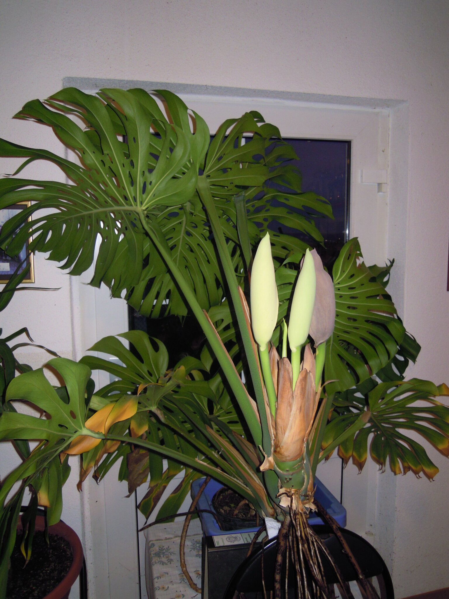 Monstera (Fensterblatt) in Blüte