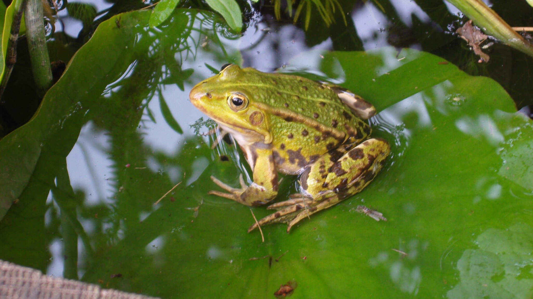 Ein Frosch in meinem Gartenteich, der eigentlich nur ein halbes Fass ist