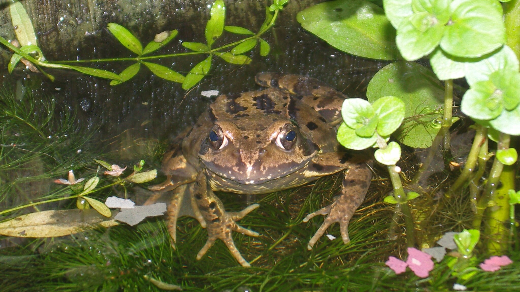 Dieser Frosch blieb fast den ganzen Sommer lang in meinem Fass-Teich