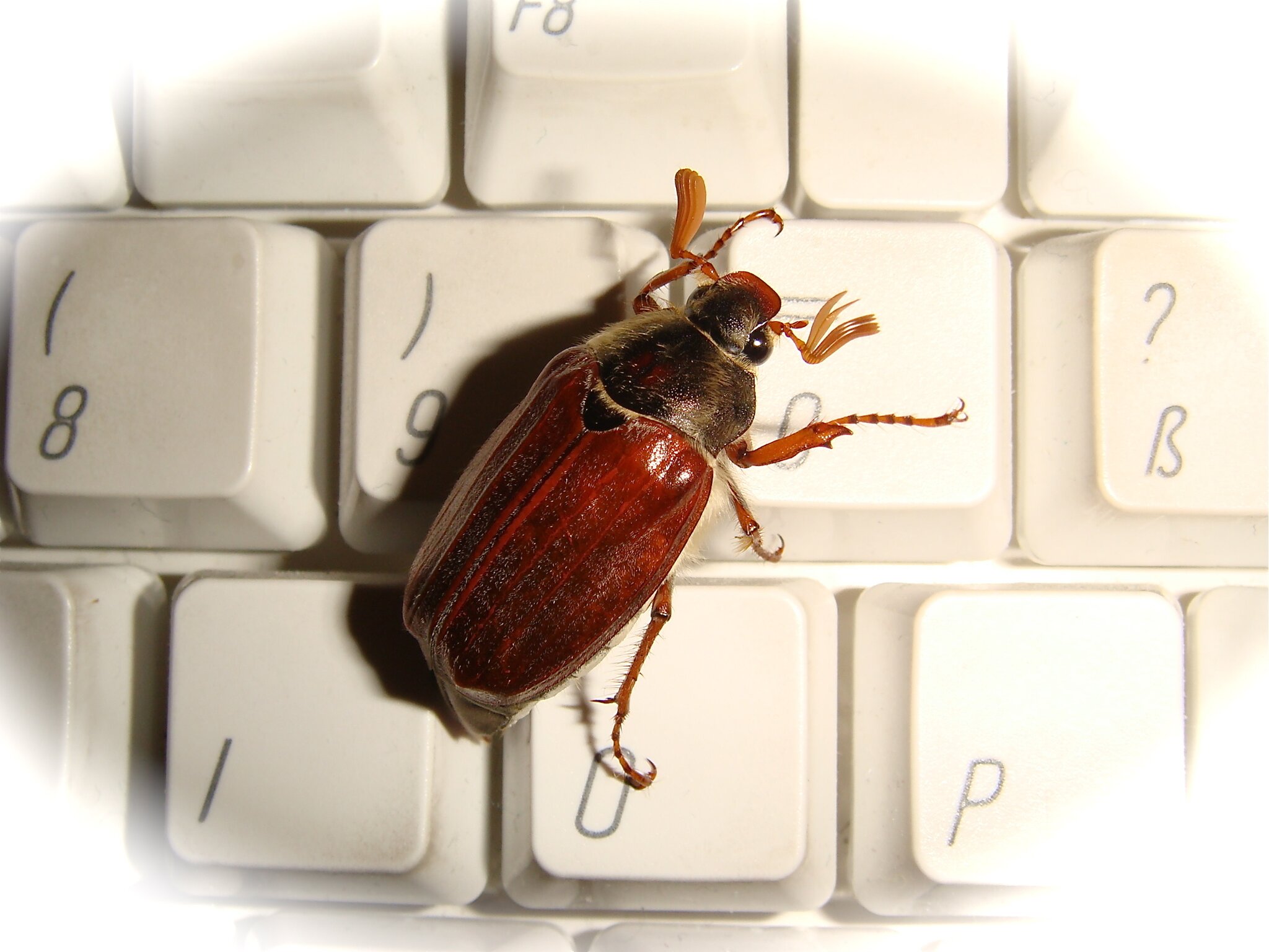 Der Mai ist gekommen und mit ihm die Maikäfer - ganz schön dreist ...