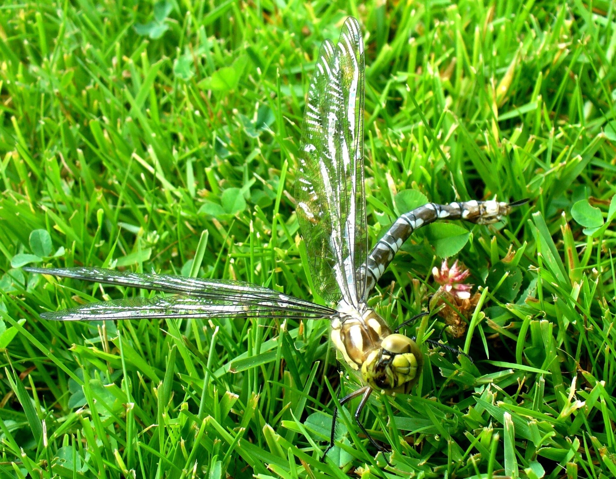 Was ist das für eine Libelle