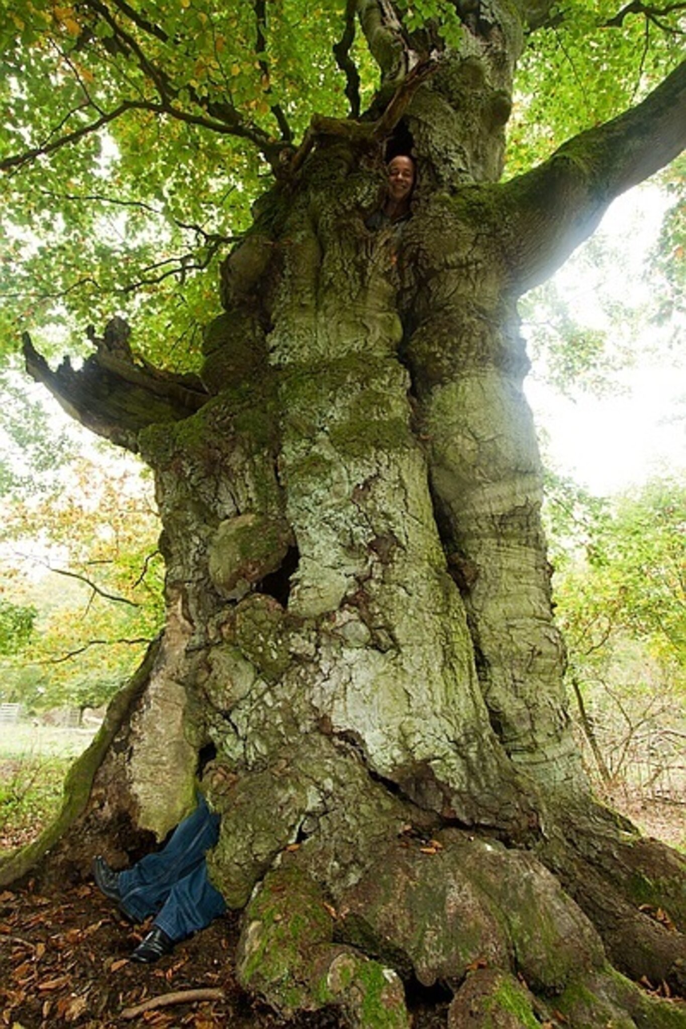 Hutewald Halloh in Albertshausen. Die Bäume dort sind teilweise so hohl ...