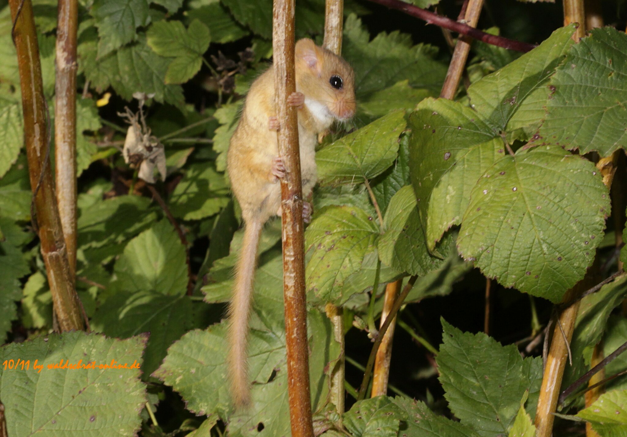Auf unserer heutigen Exkursion machten wir eine sehr seltene ...