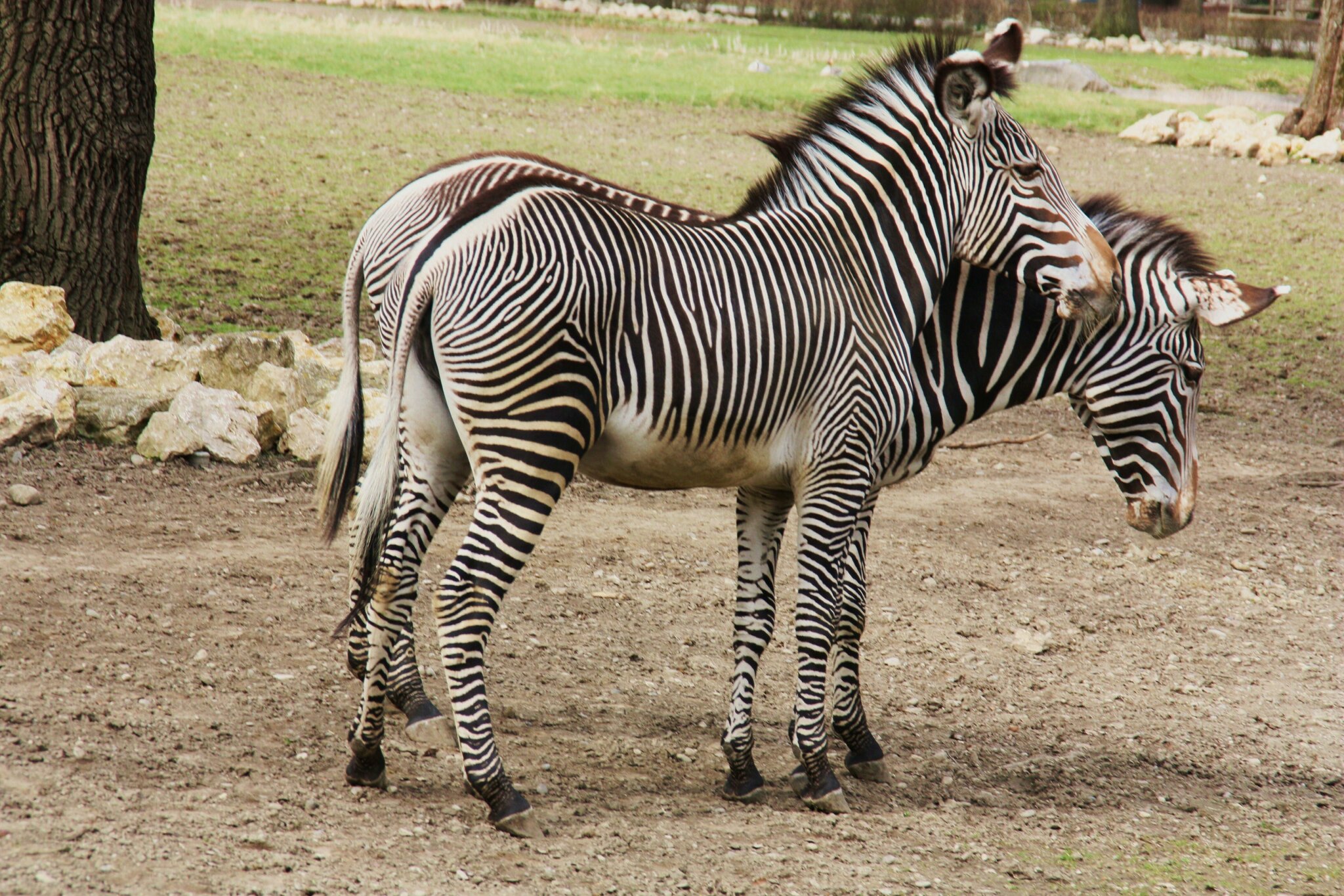 Was meint Ihr: Ist das Zebra weiß mit schwarzen oder schwarz mit weißen ...