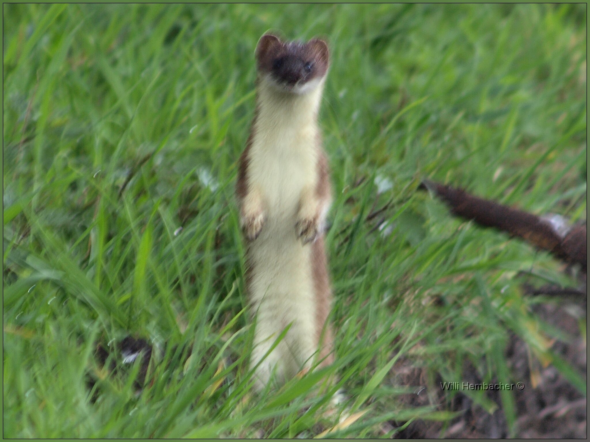 Ein Männlein steht am Auwaldrand (Wiesel)