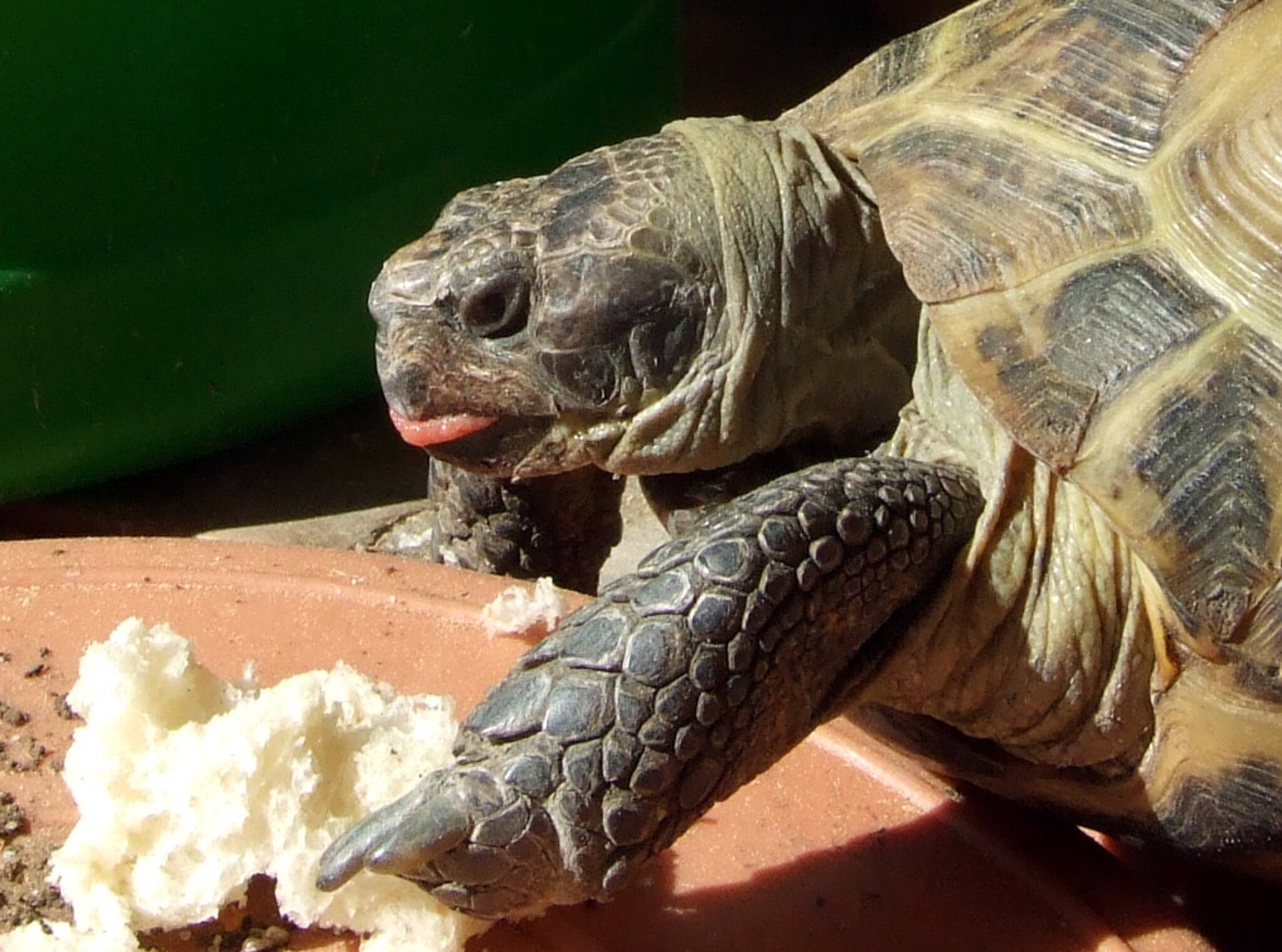 Geliebtes Panzertier