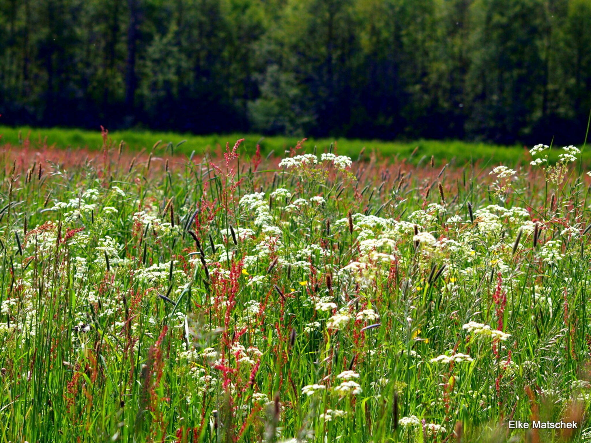 Bunte Wiese im Mai