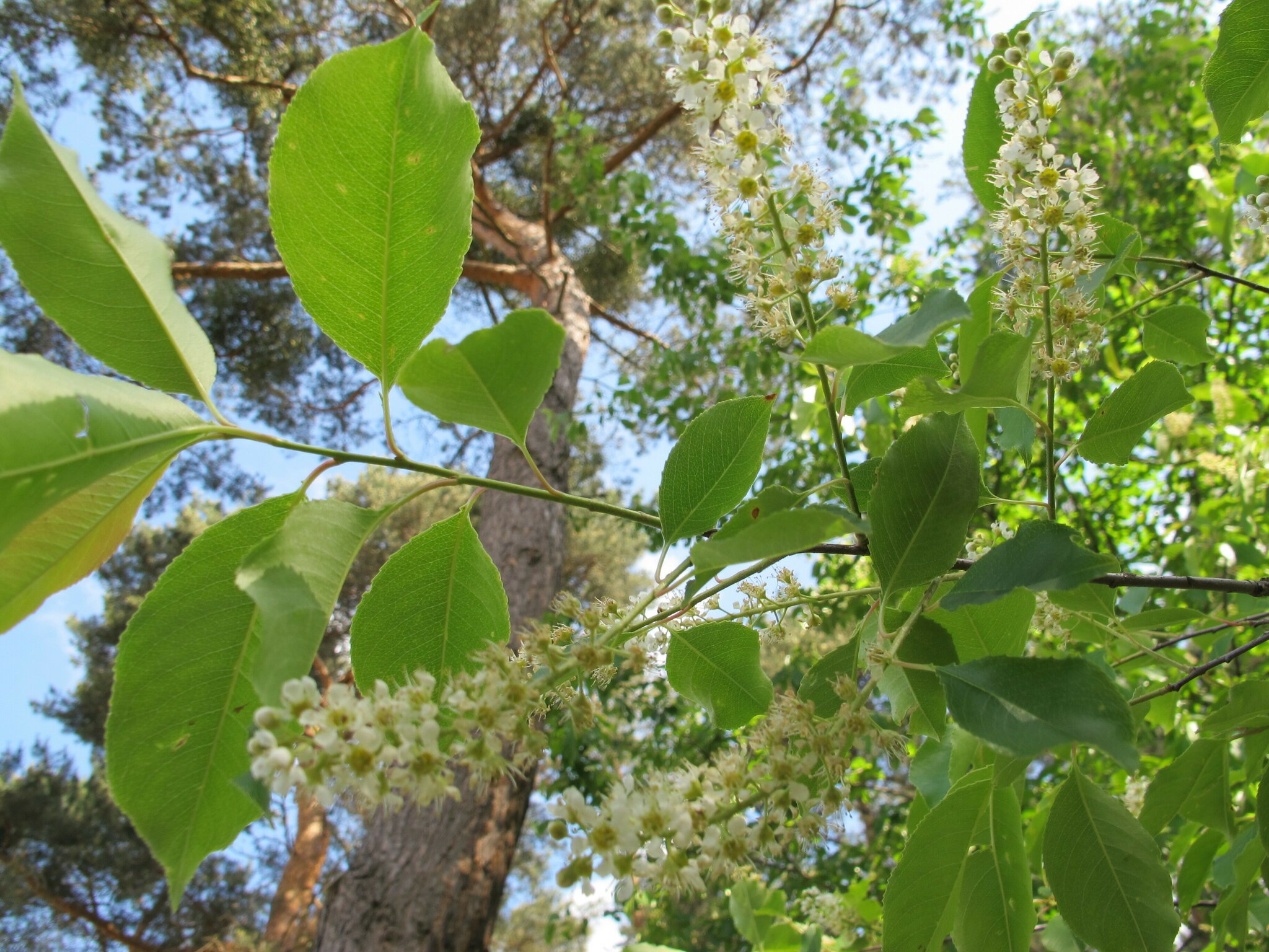 Heimische Heilpflanzen: Faulbaumrinde getrocknet (Frangulae cortex)