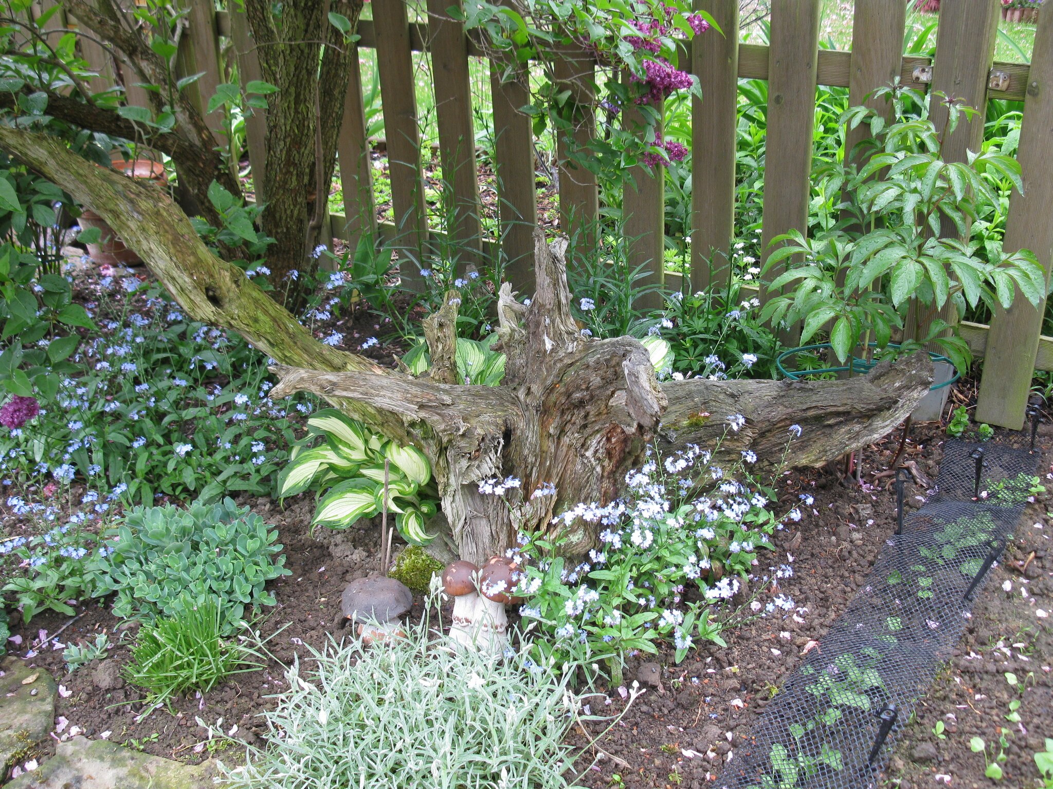 Die Wurzel gibt mir Stärke und Kraft