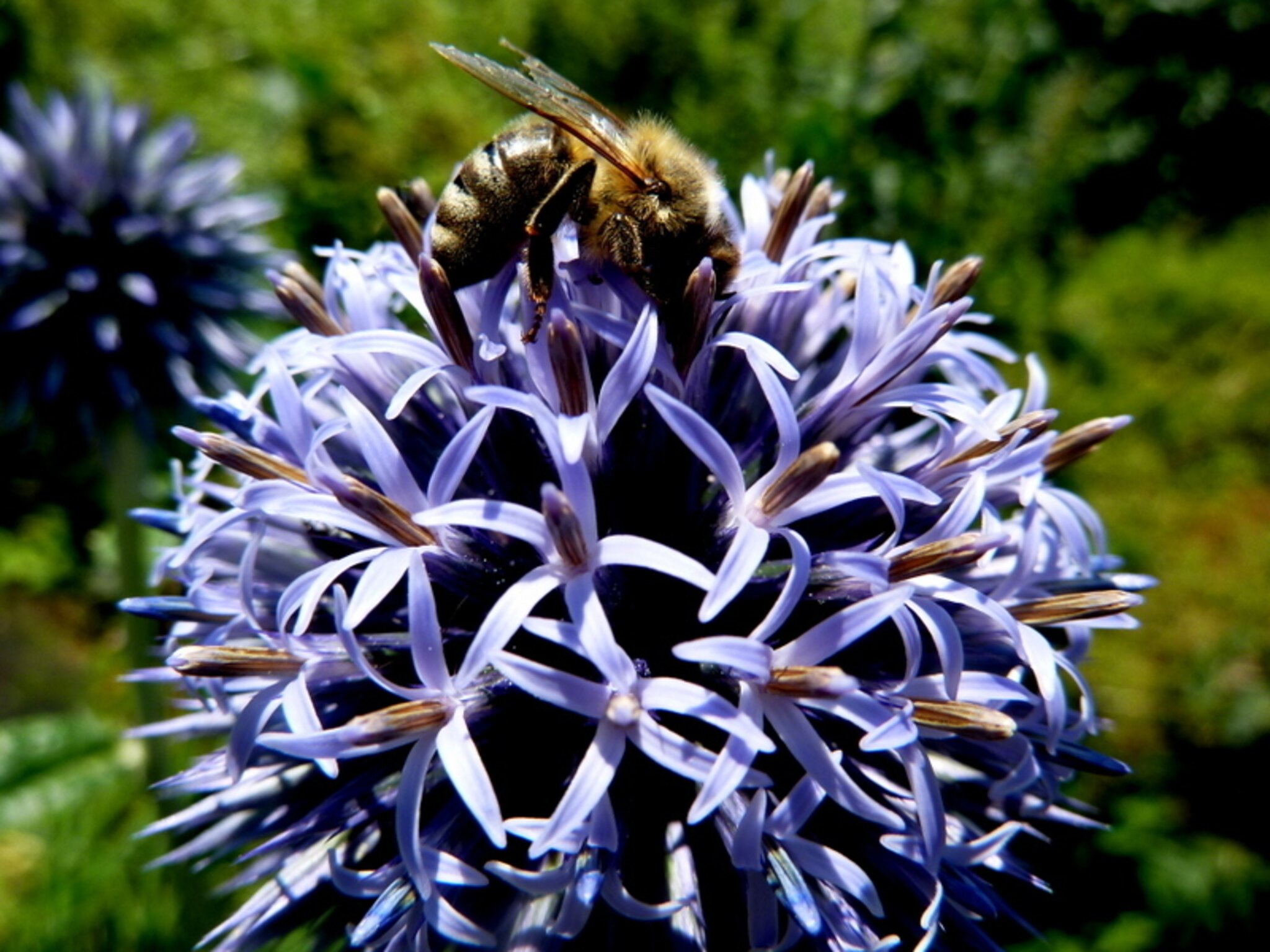 Echinops ritro - hinterländisch : "Riesenhonigdistel"