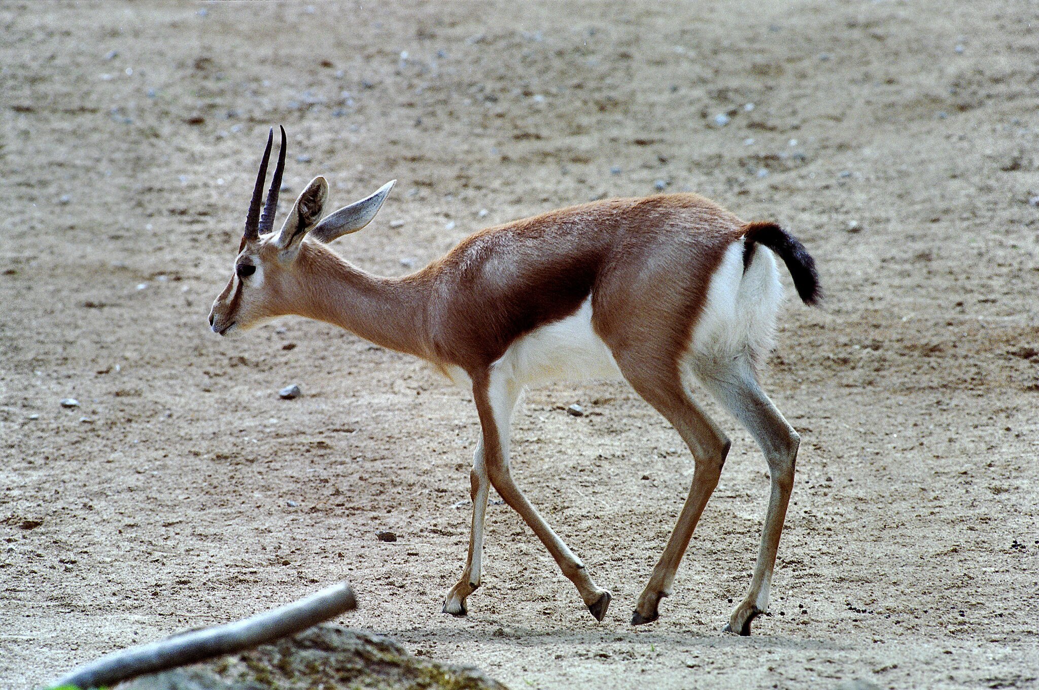 Fotomotive im Erlebniszoo Hannover: Elen-Antilopen vom Sambesi aus gesehen