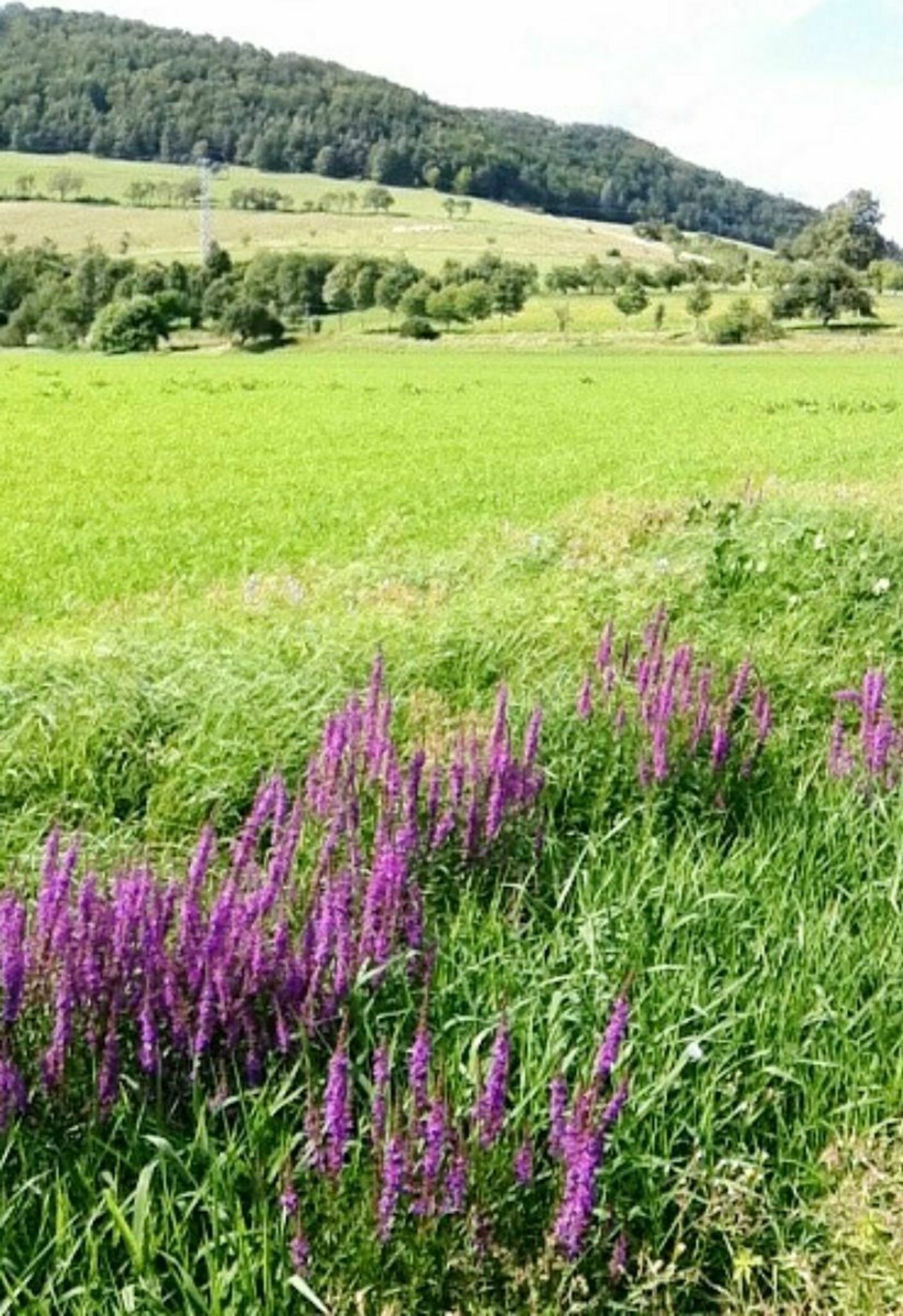 Wie heißt die violette Blume am Wegesrand?