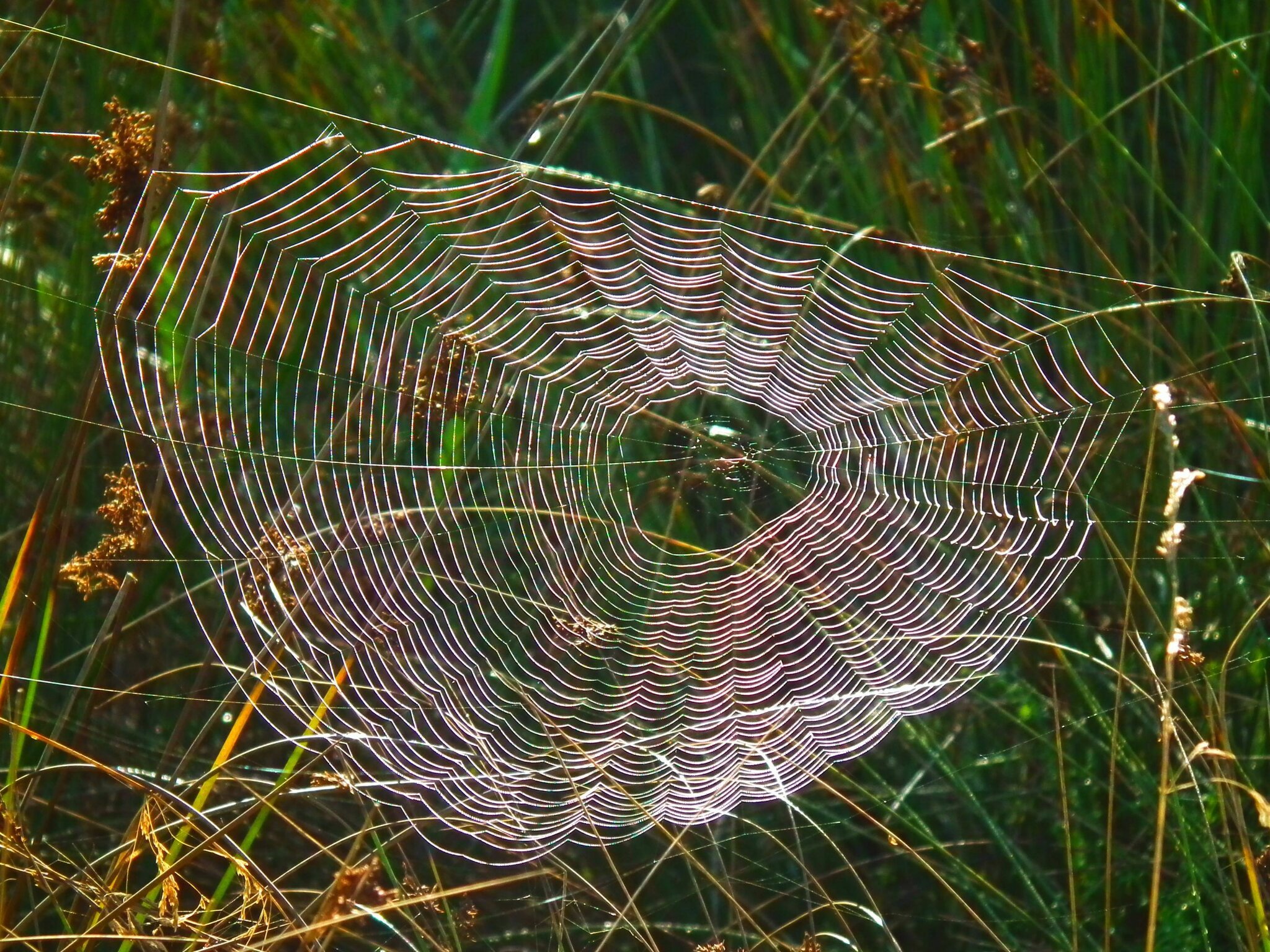 Filigrane Handarbeit in der Natur - entdeckt im Geopark am Lindle