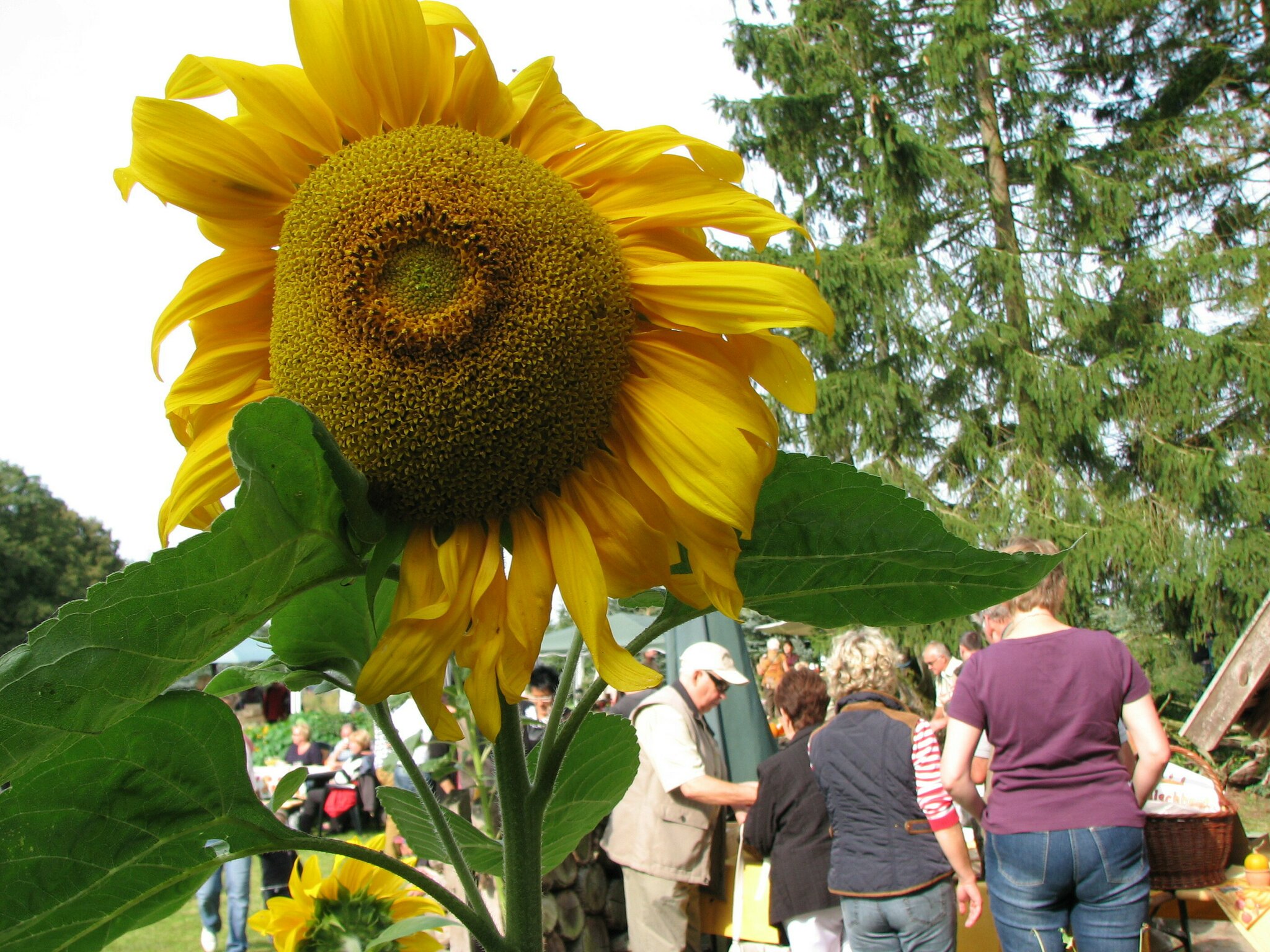 Hochste Sonnenblume Der Welt