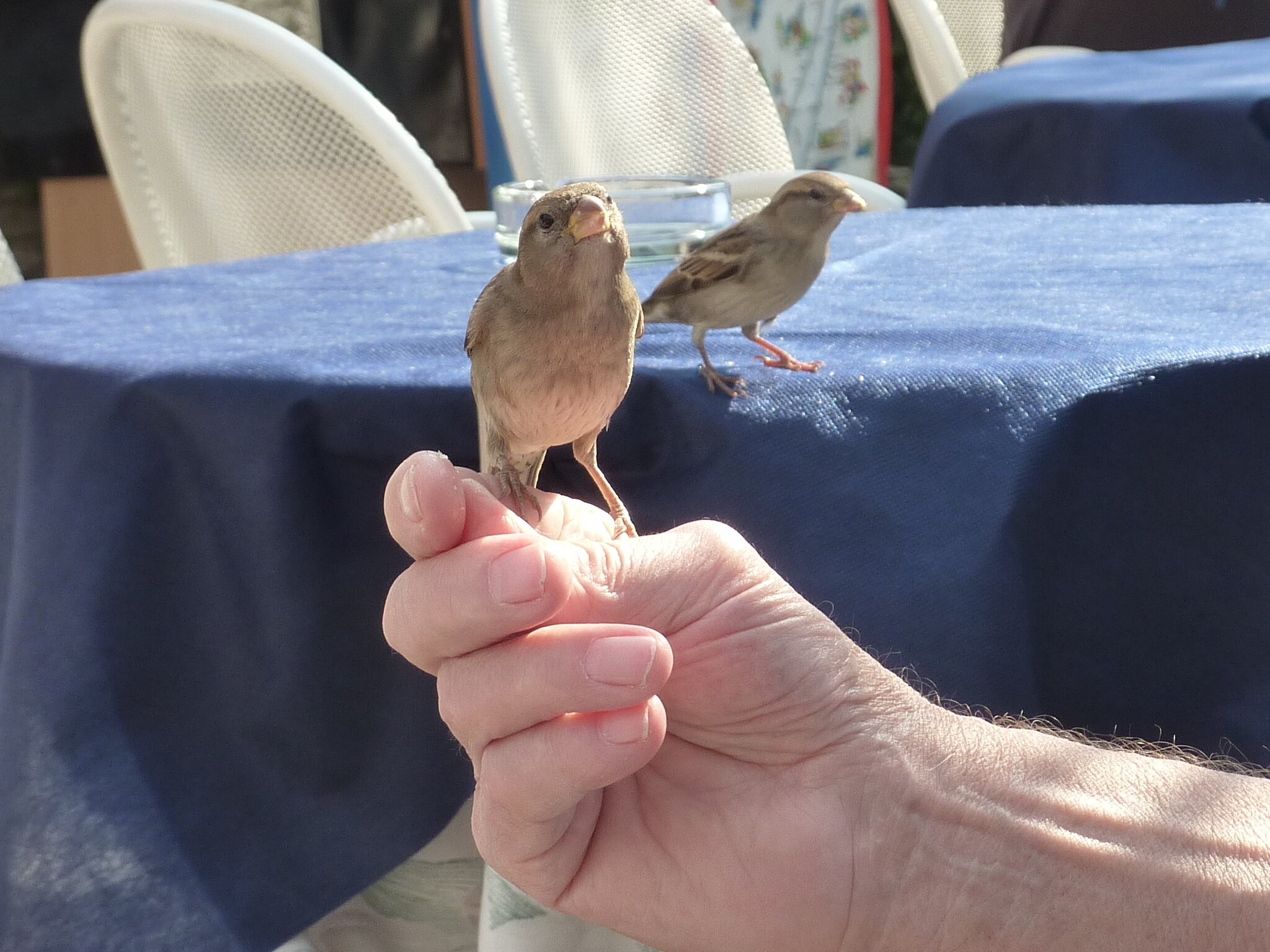 "Besser der Spatz in der Hand, als die Taube auf dem Dach"