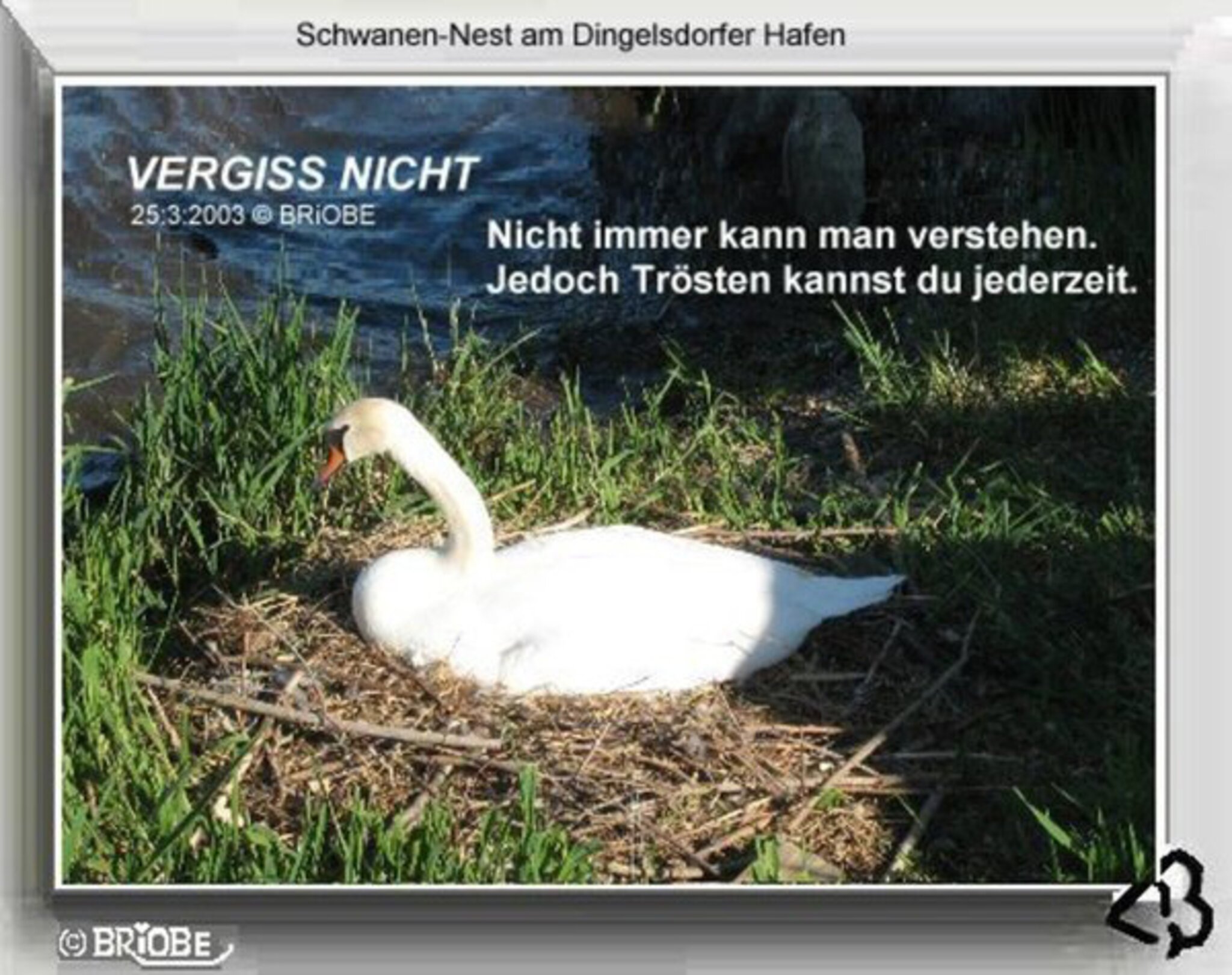 Schwan > Vergiss nicht: Nicht immer kann man verstehen. Jedoch Trösten ...
