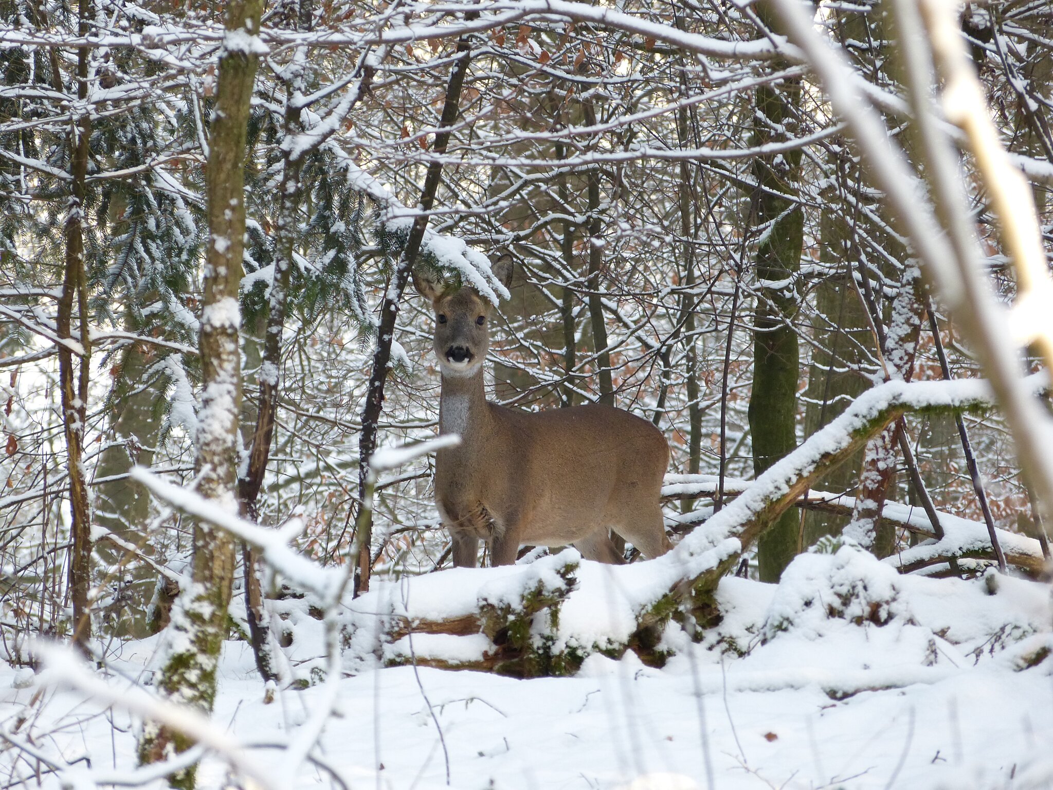 Frohe Weihnachten wünsche ich allen Myheimatlern. "Am Waldesrand ein ...