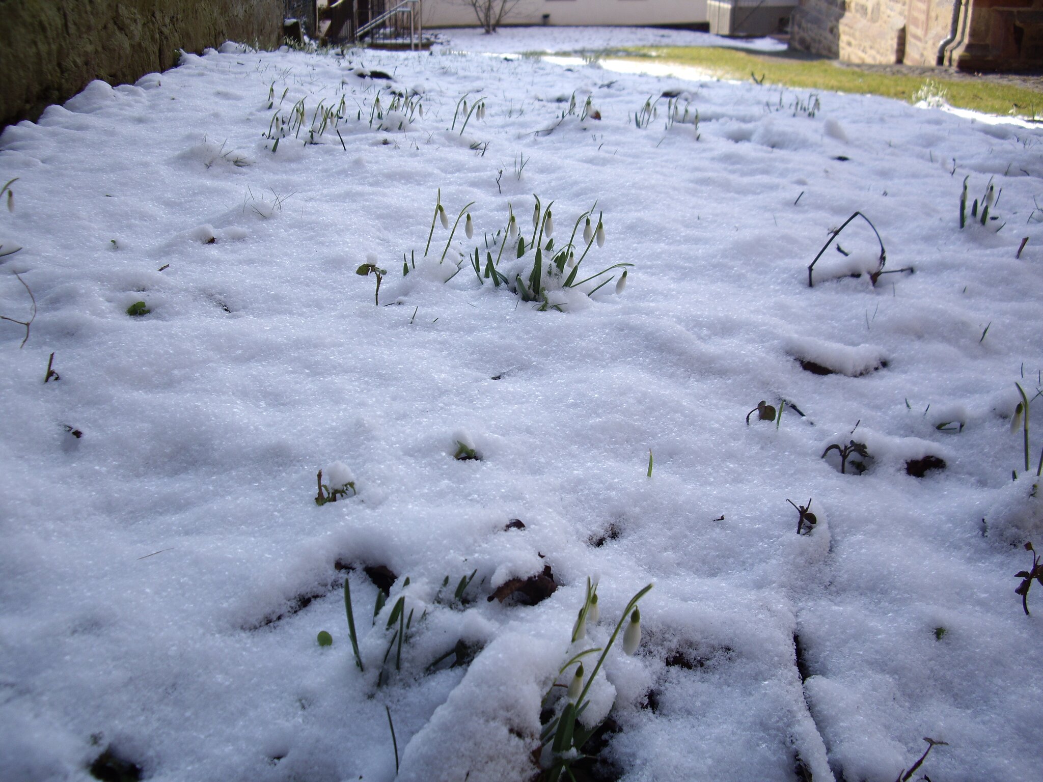Schneeglöckchen im Schnee