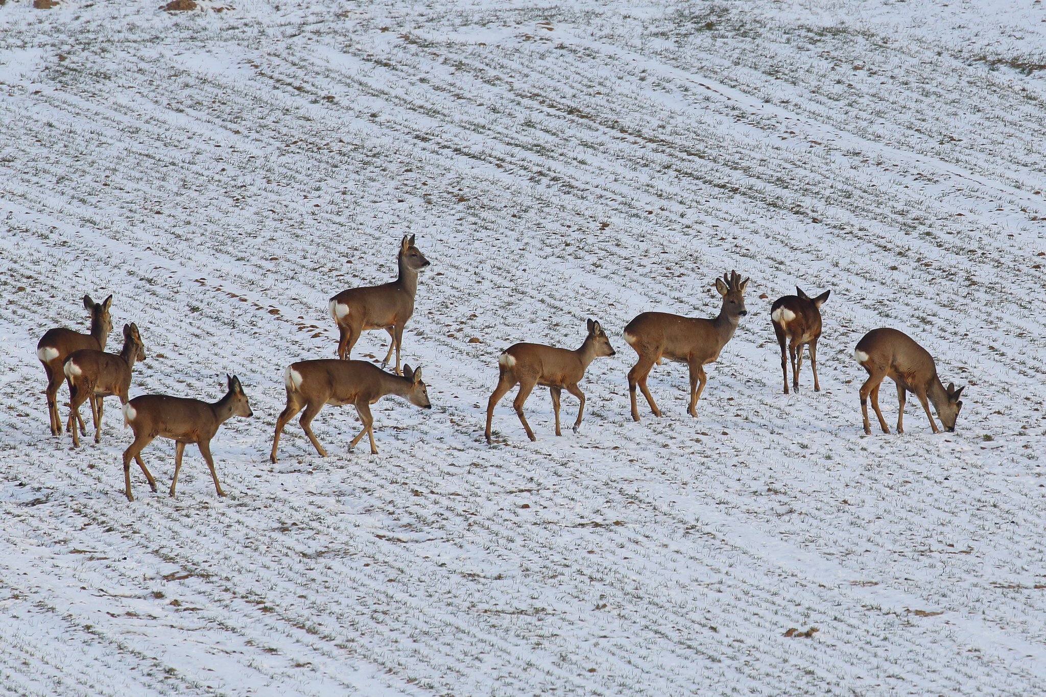 Ein Sprung Rehwild mit Bock auf einem Acker