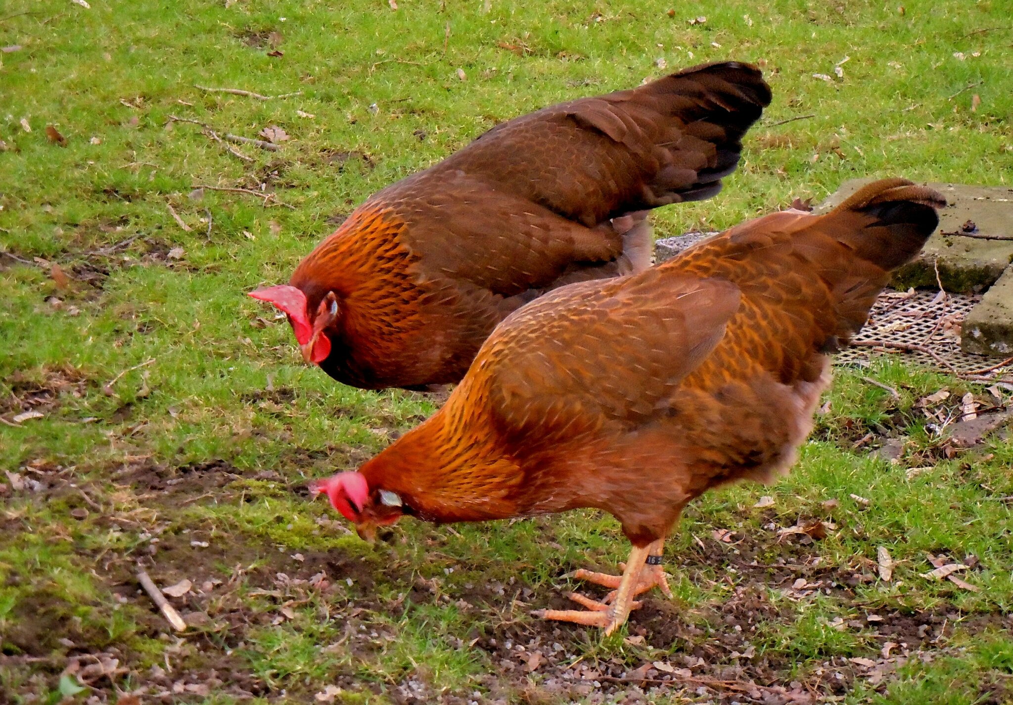 Auch ein blindes Huhn findet mal ein Korn...;-)