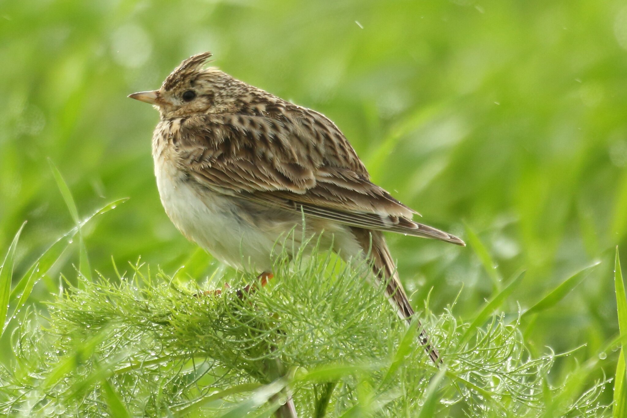 Lerche wartet geduldig auf das Ende des Regenschauers