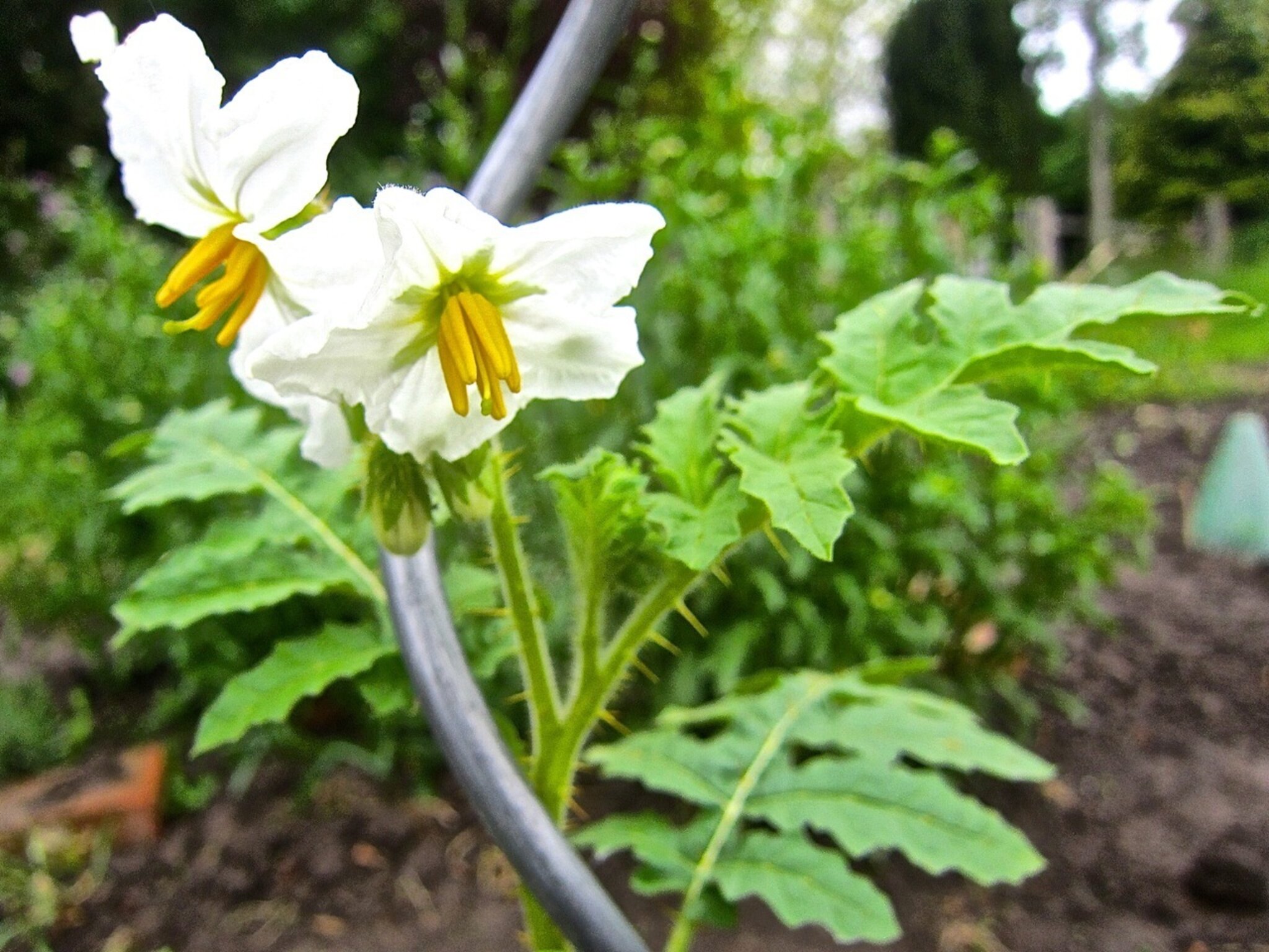 Litschi-Tomate (Solanum sisymbriifolium)