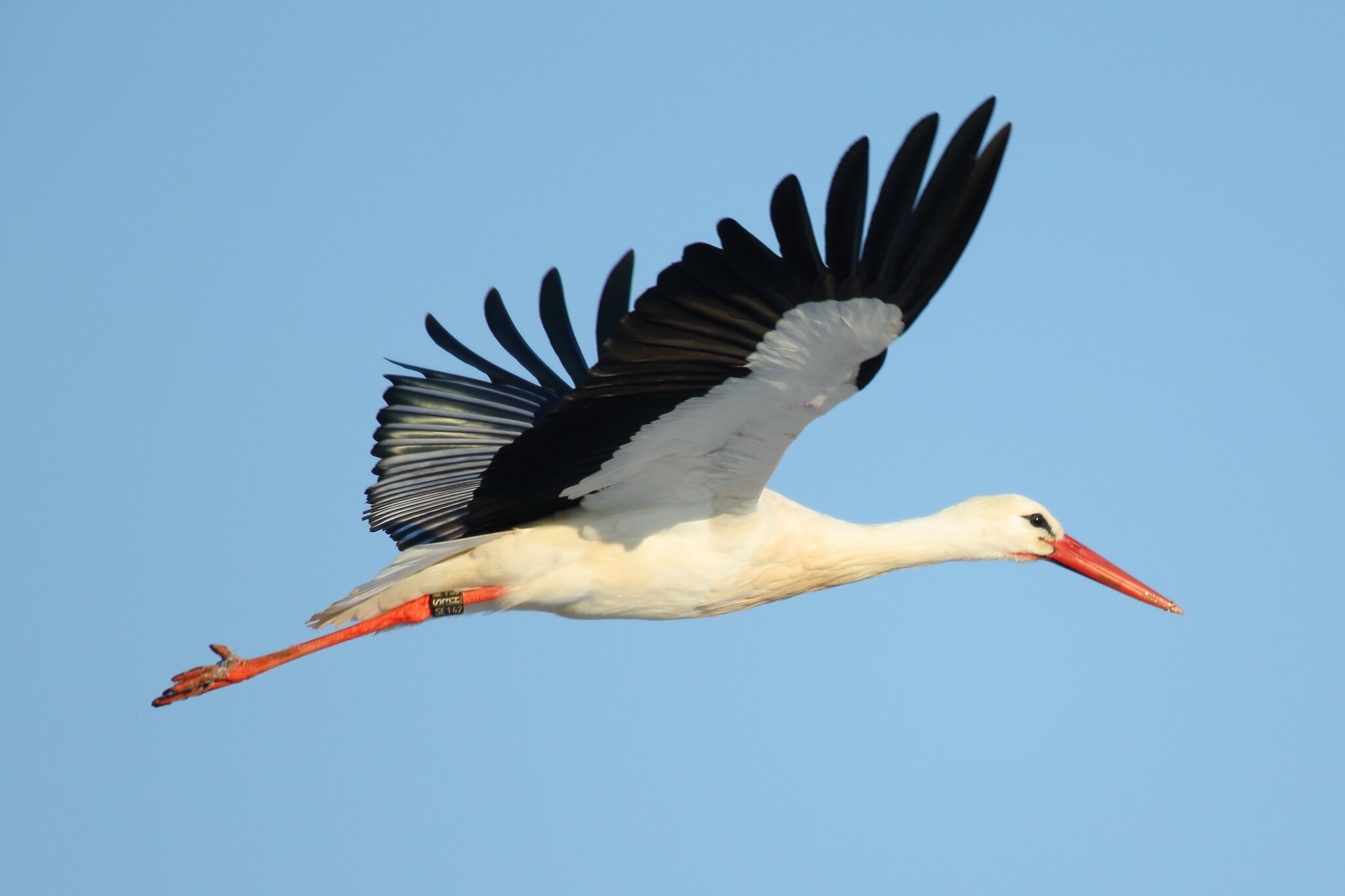 Für Stephanie.Der Storch vom Edertal
