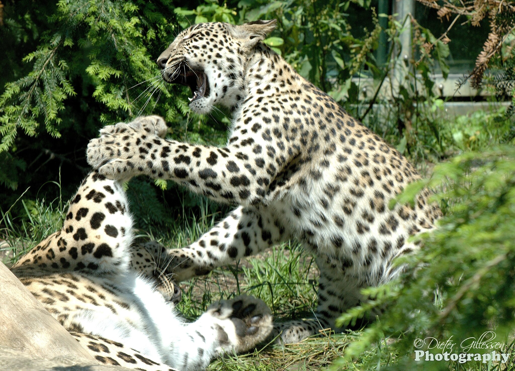 "Mama, auf boarisch hoast des Armdrücka" unsere kleine "Tia" spielt mit ...