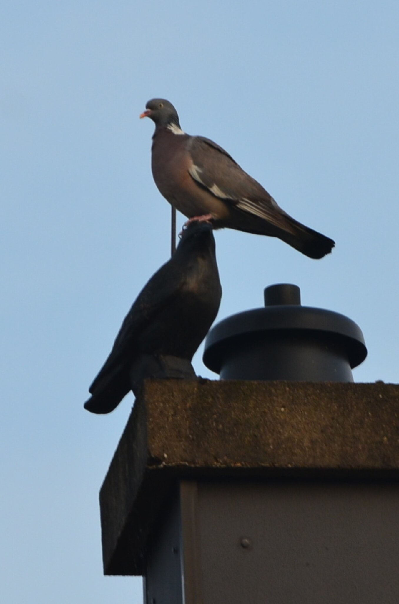 Das Vier-Augen-Prinzip gilt auch in der Tierwelt...