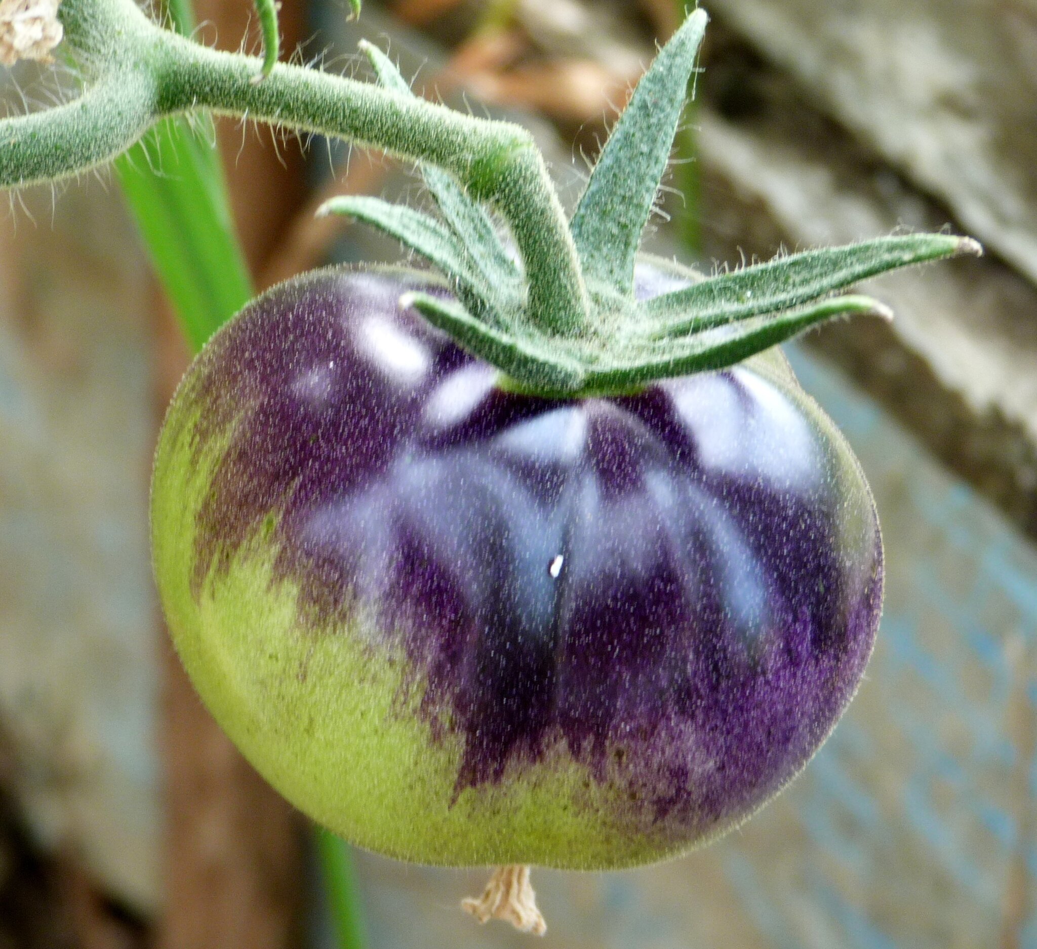 Die Tomate "Bosque blue" vom Herrn Schuster ist schon blauer als meine ...