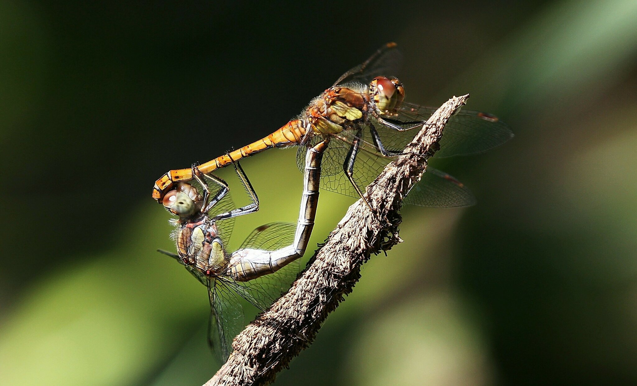 Libellen tummeln sich am Gartenteich 2013 | Libellen | Bad Arolsen
