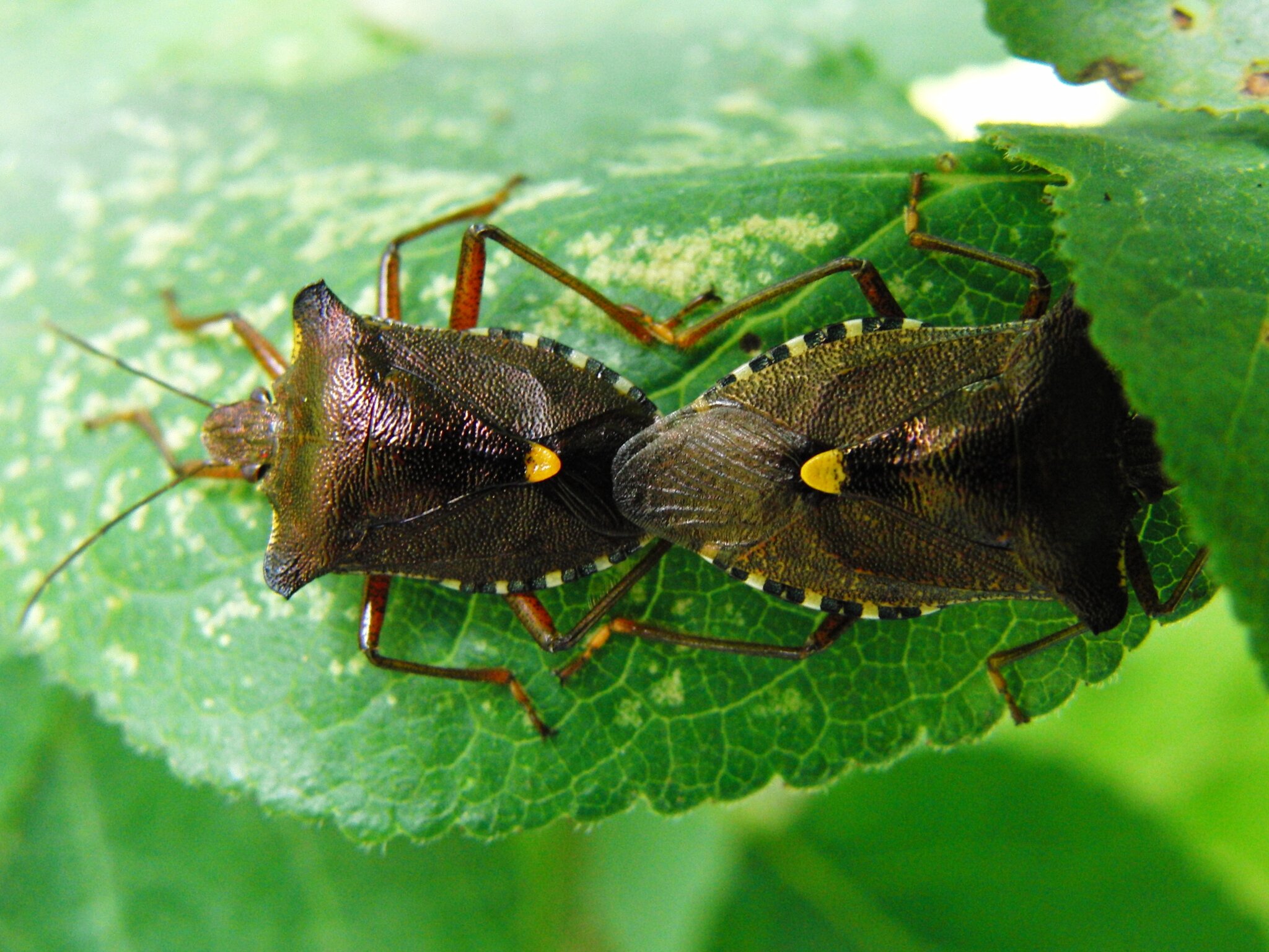 Vorsicht! Baumwanzen mit biologischen Waffen, hier jedoch beschäftigt.