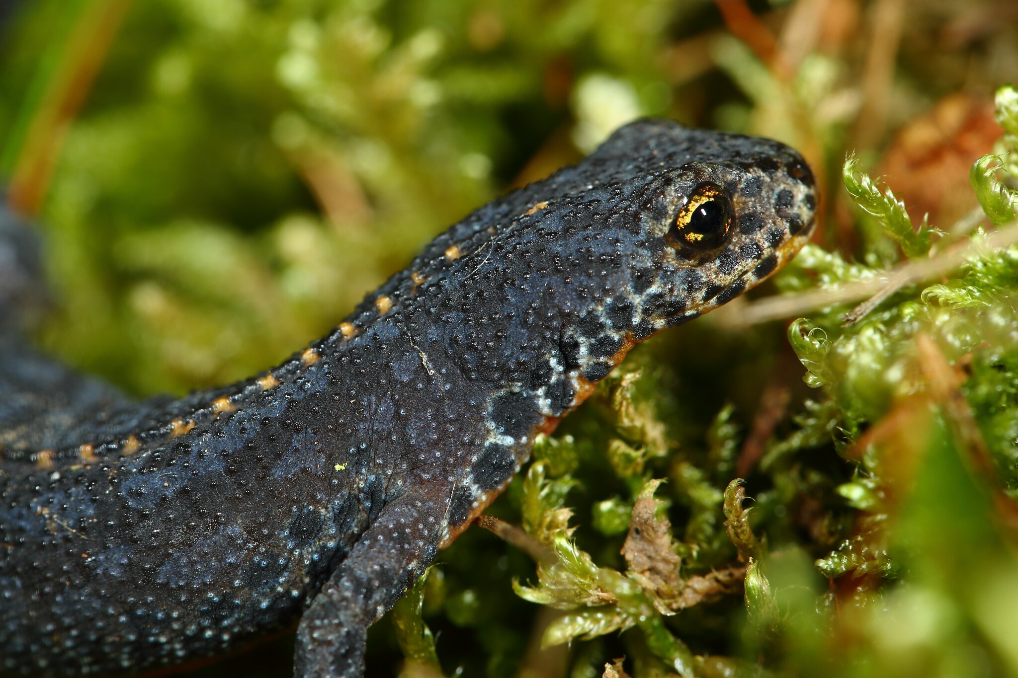Molch im Moos des Waldes