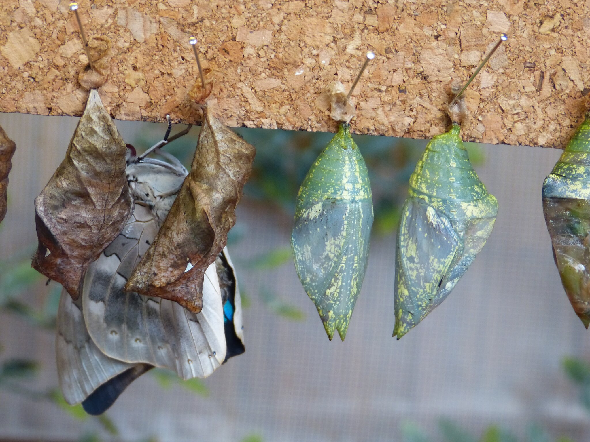 Vom Kokon zum Falter - das Wunder der Metamorphose