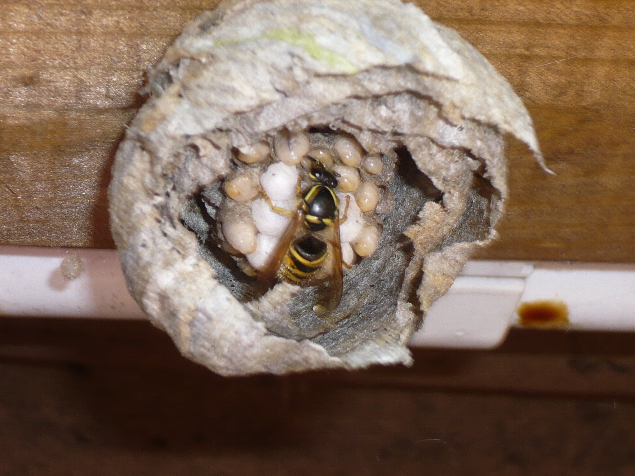 Luxus Wie Schnell Bauen Wespen Ein Nest Fotos