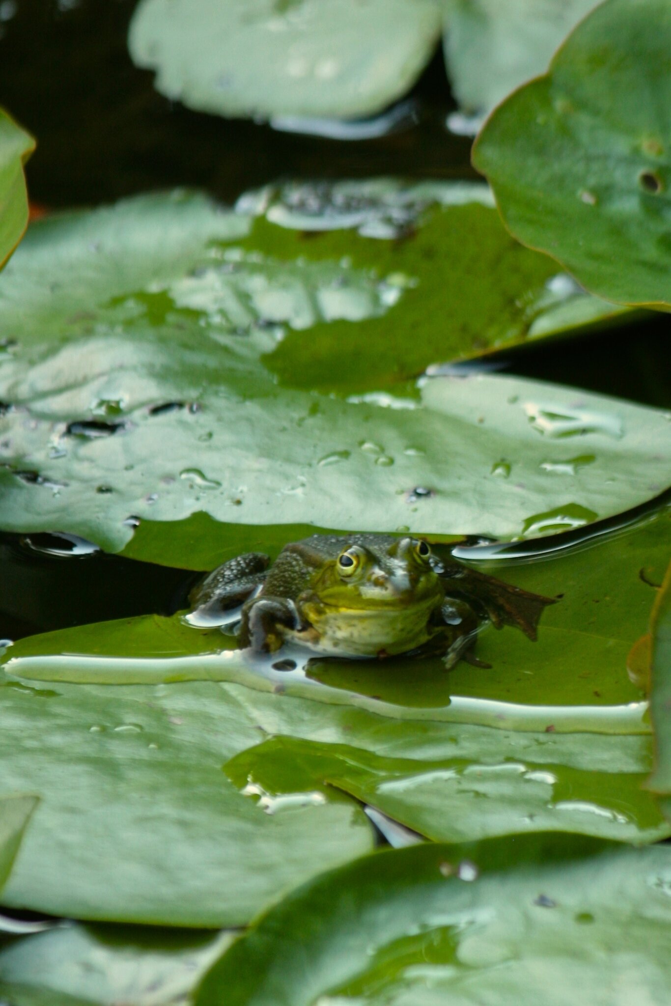Frosch auf einen Seerosenblatt in Teich