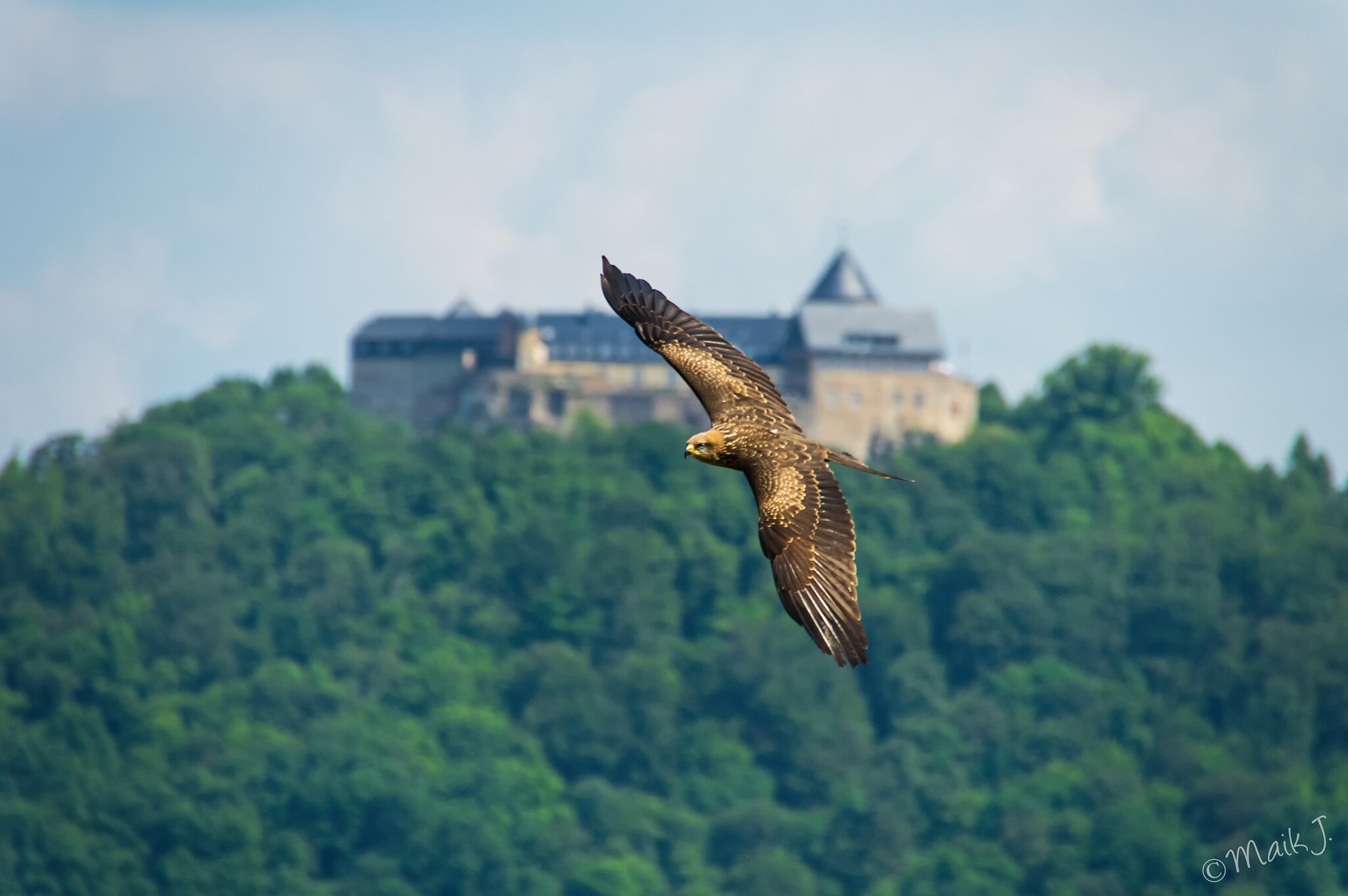 Rotmilan vor Schloss Waldeck - so gesehen heute im Wildtierpark Edersee