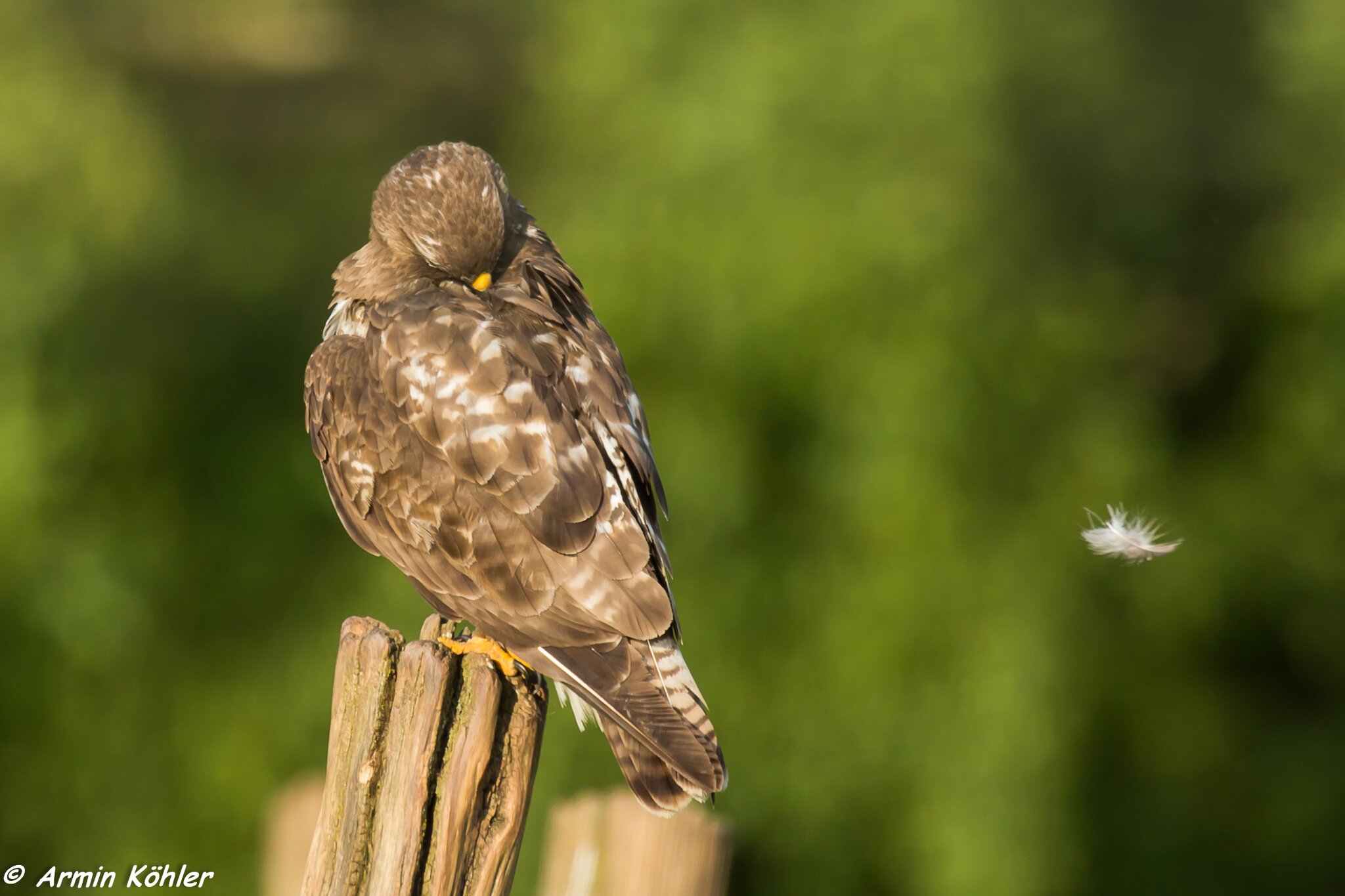 Bussard zupft sich eine Feder aus