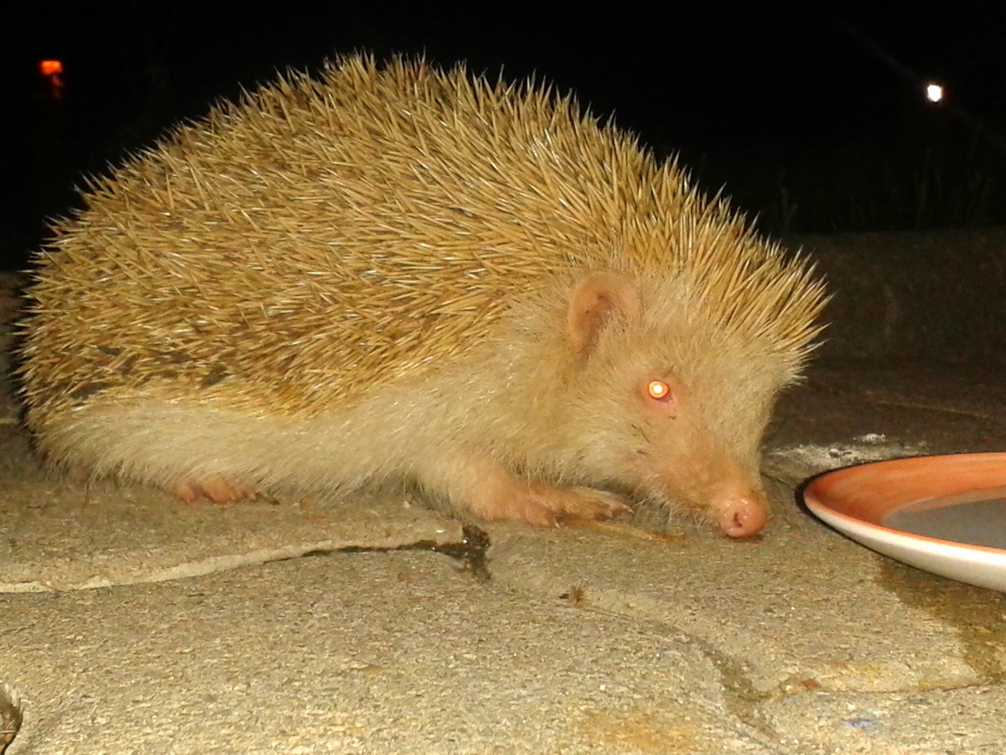 Weißer Igel Flo(h)rian