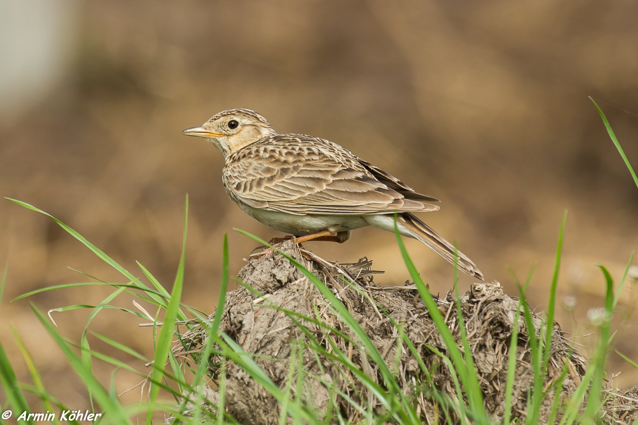 Junge Lerche betrachtet sich die Umgebung