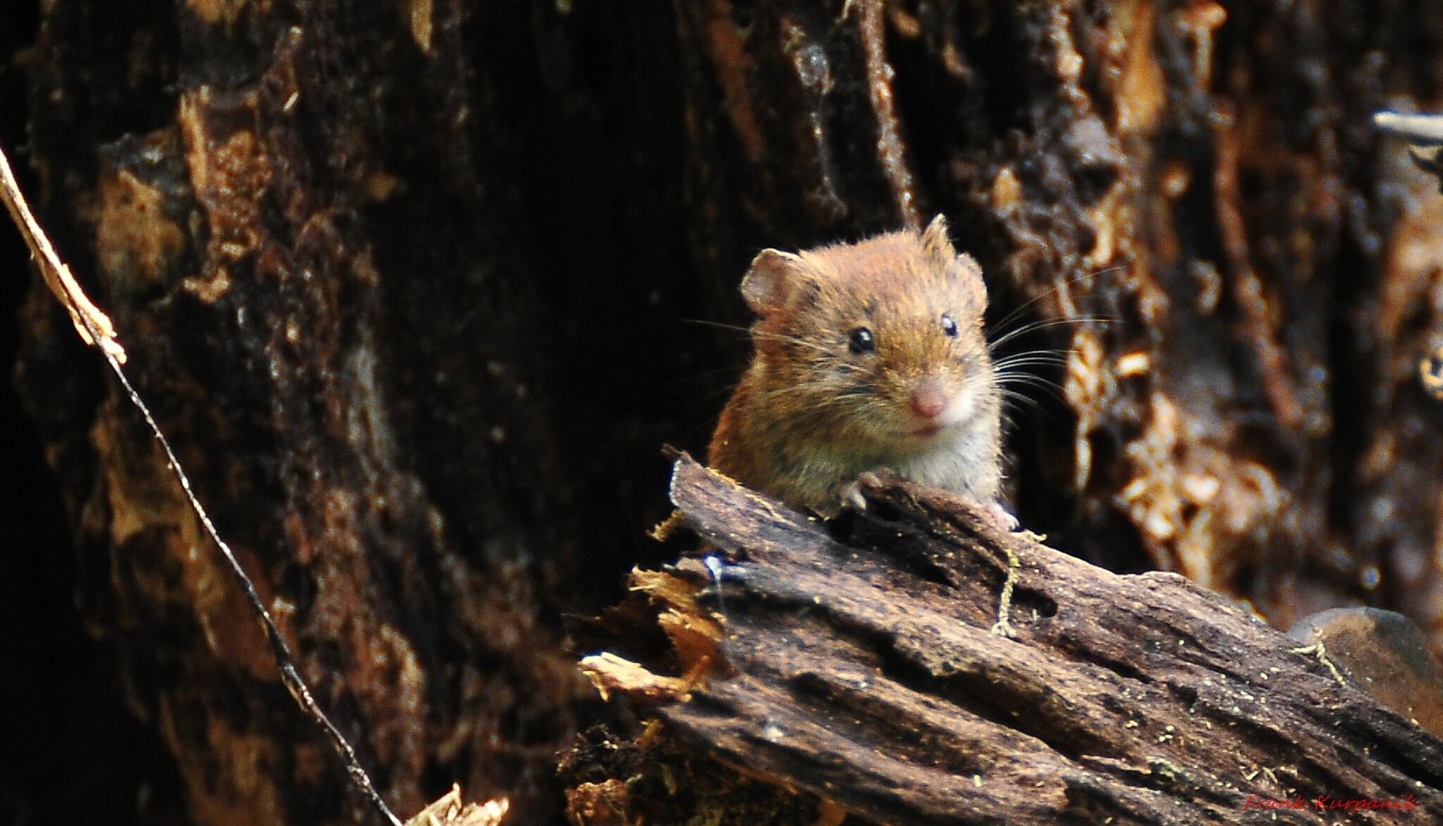 Die muss ich euch doch zeigen!!!Eine kleine Maus ( Haselmaus ),die ich ...
