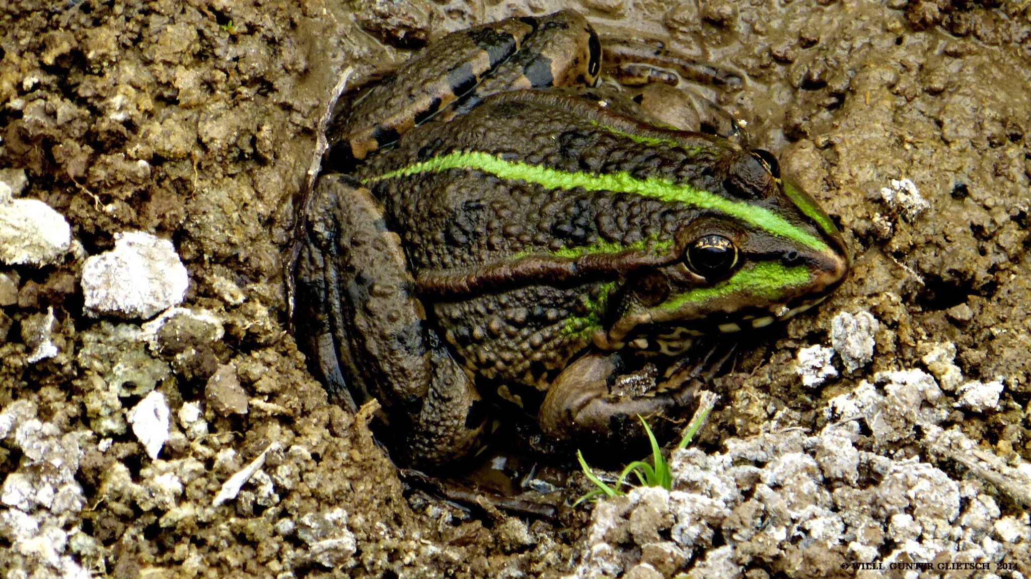 Frosch am Tümpel sonnt sich