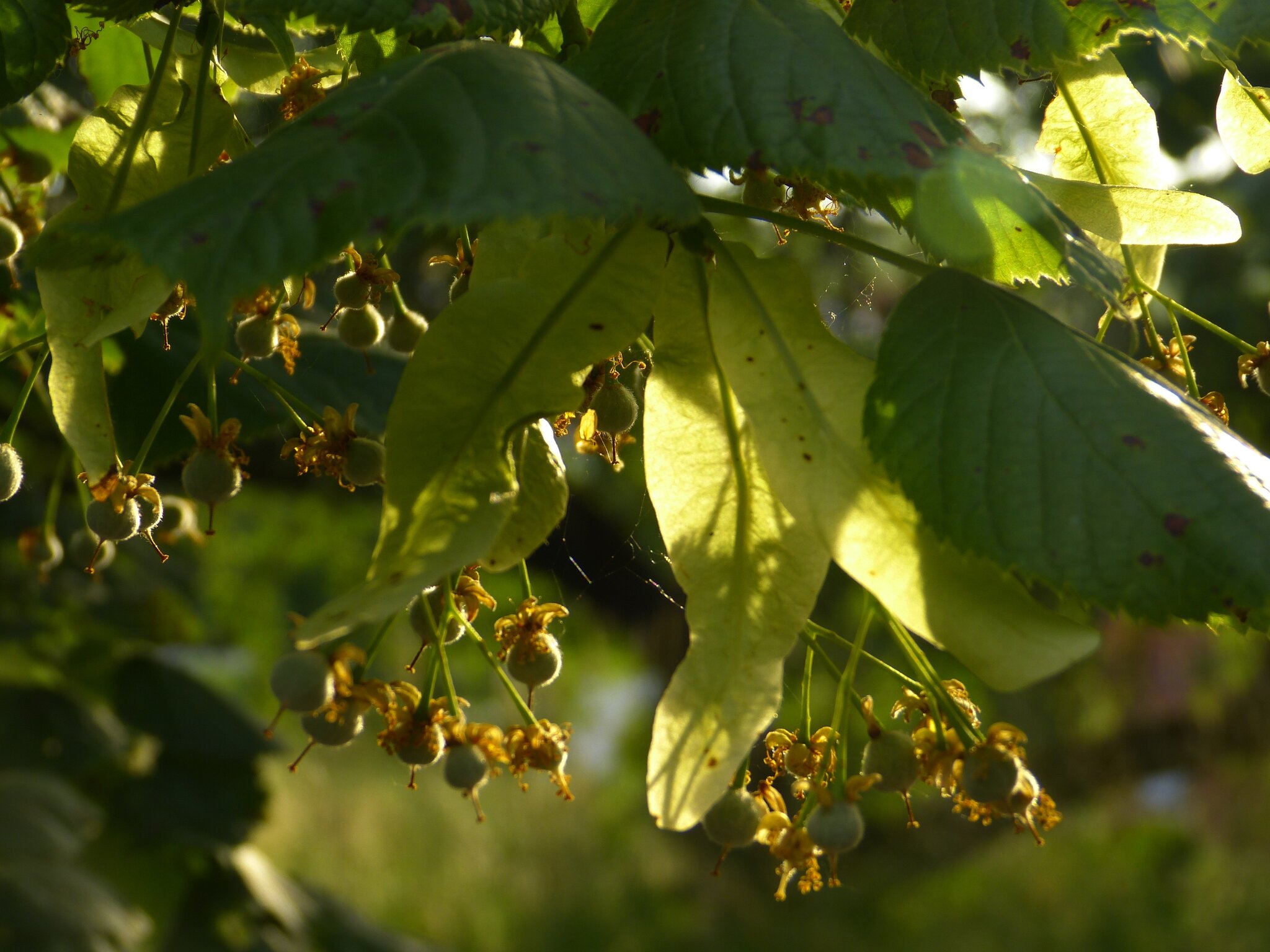 Samen unserer Lindenbäume
