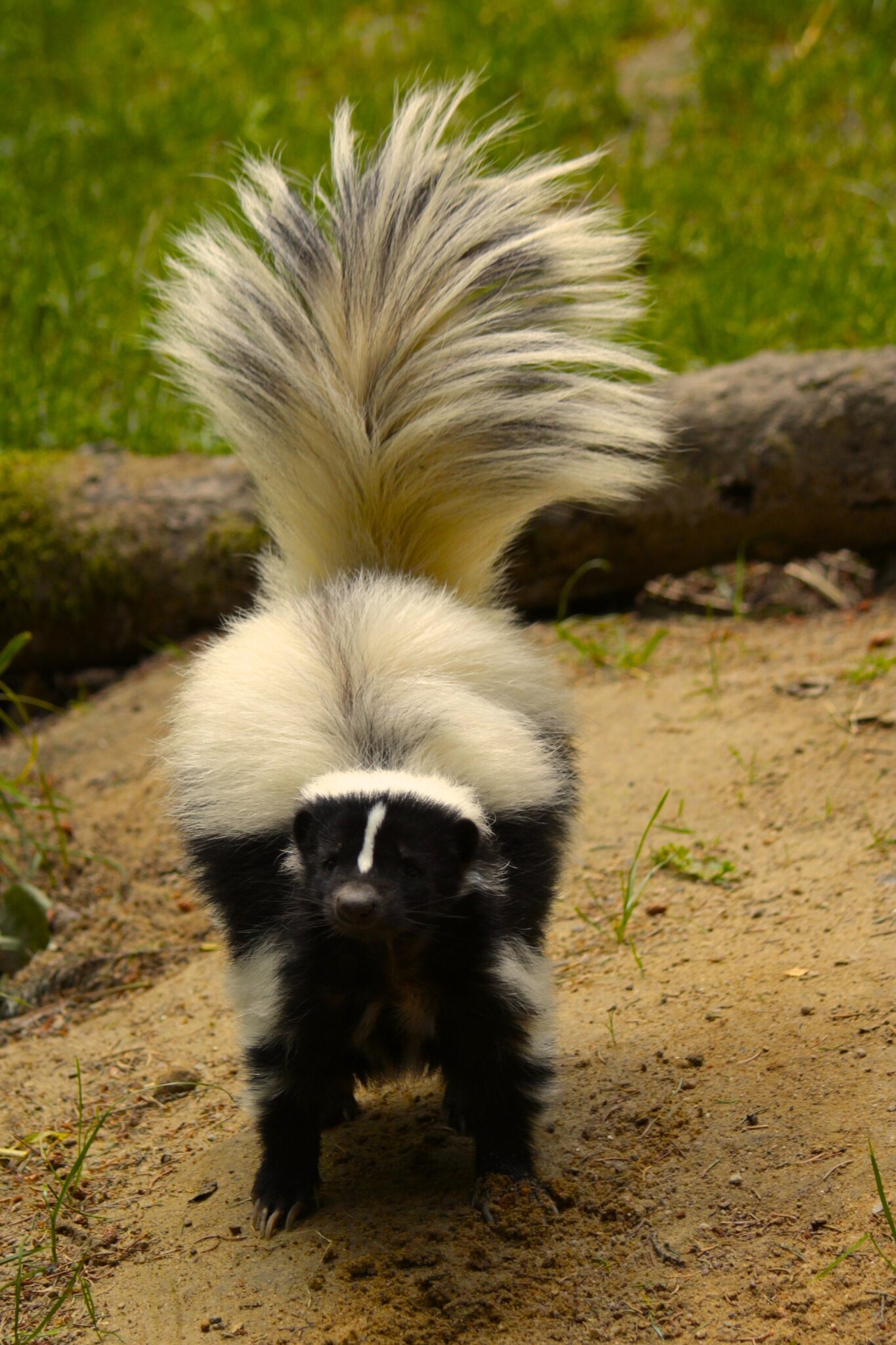 Skunk (Stinktier) im Wildpark Schwarze Berg Landkreis Harburg