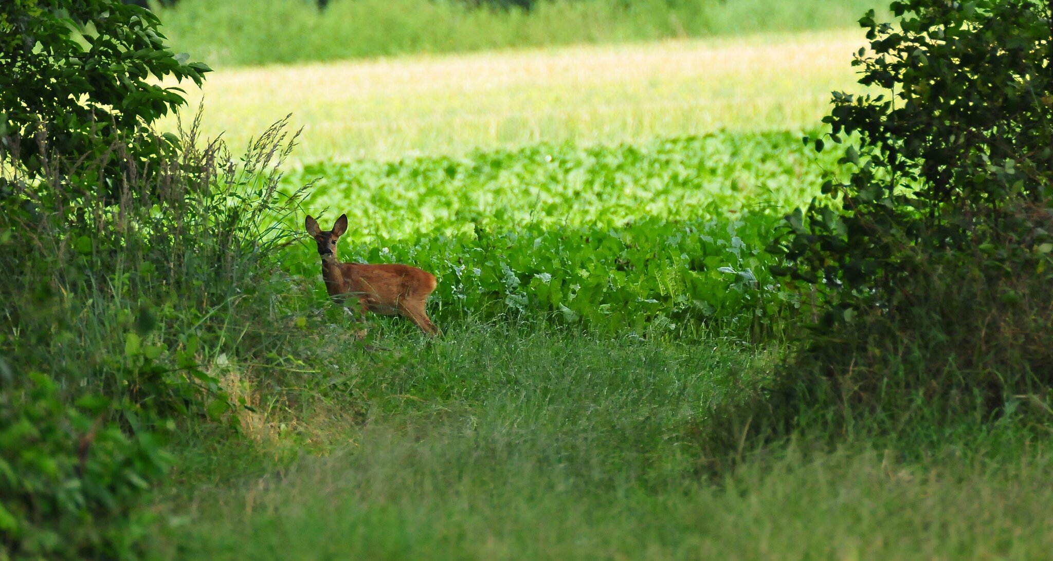 Hier,habe ich ein noch sehr junges Reh,fotografieren können.Die Mutter ...